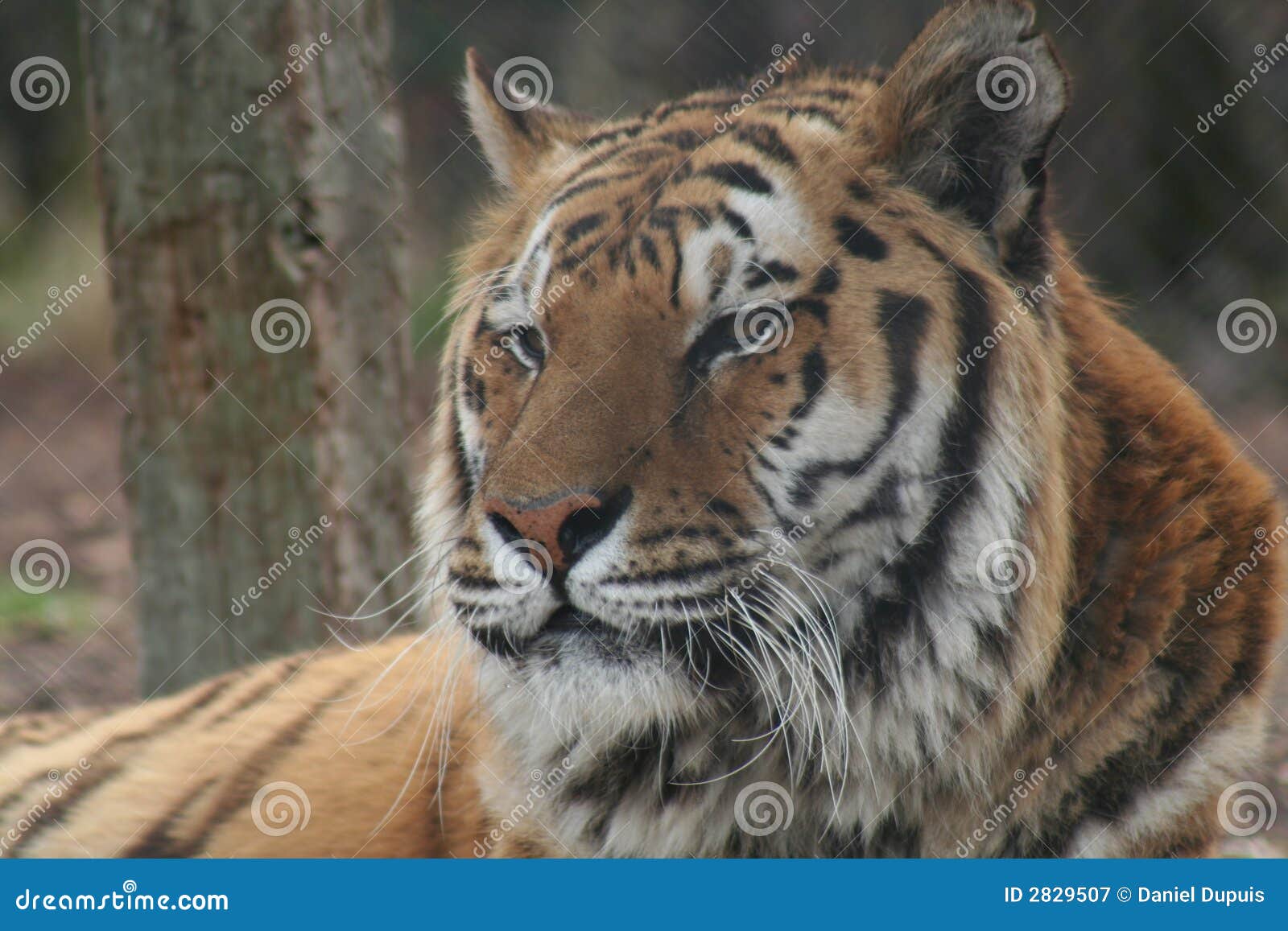Sleepy Tiger Picture. Image: 2829507