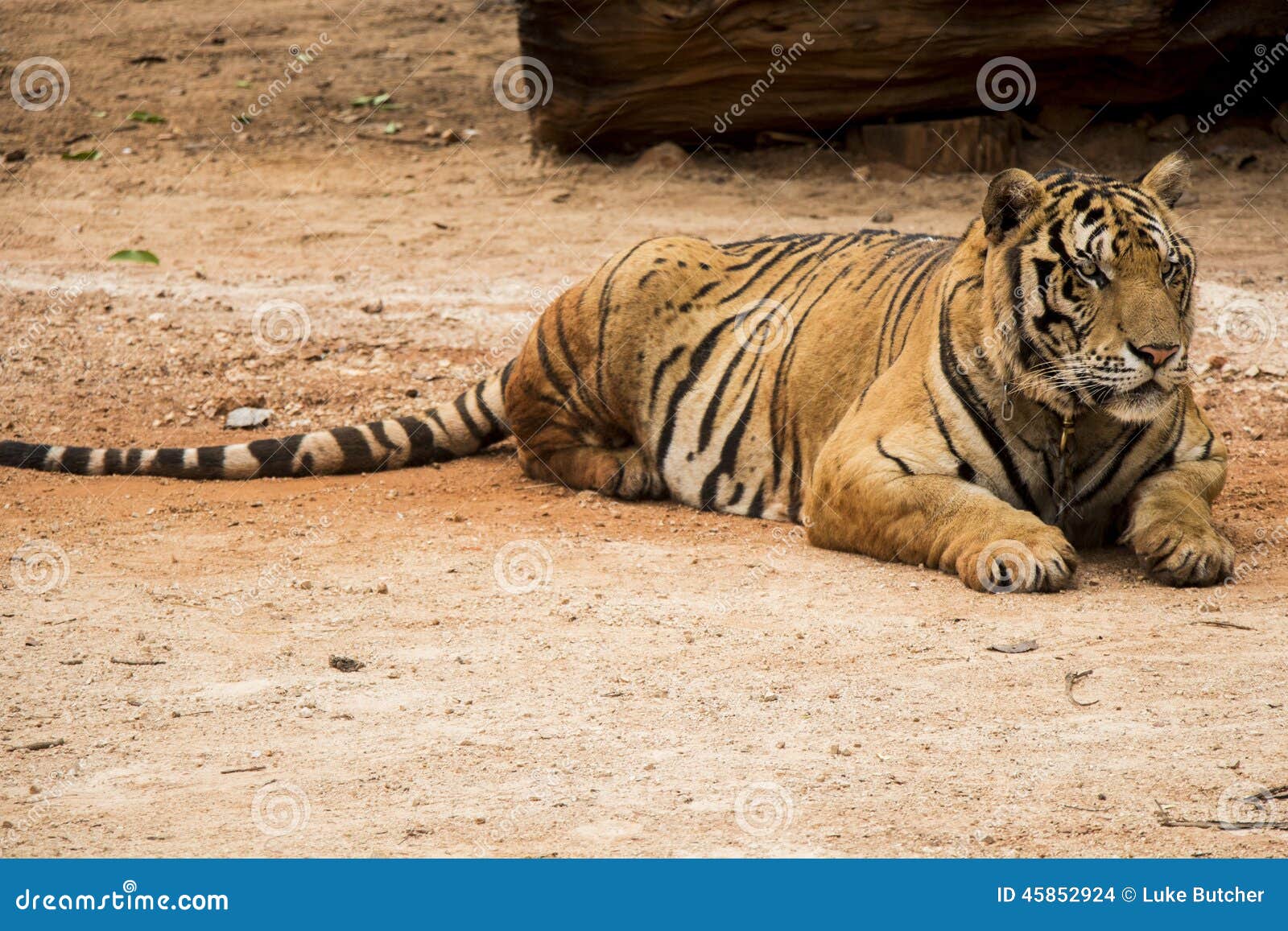 Sleepy Bengal Tiger stock photo. Image of orange, head - 45852924