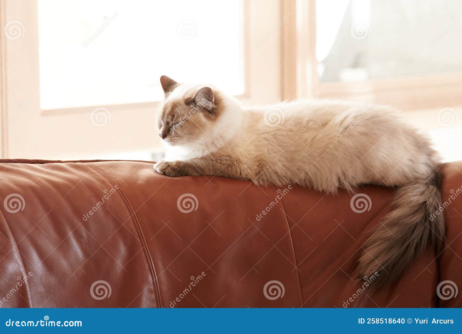 Sleepy Time Again. a Fluffy Siamese Cat Taking a Nap on a Sofa. Stock ...