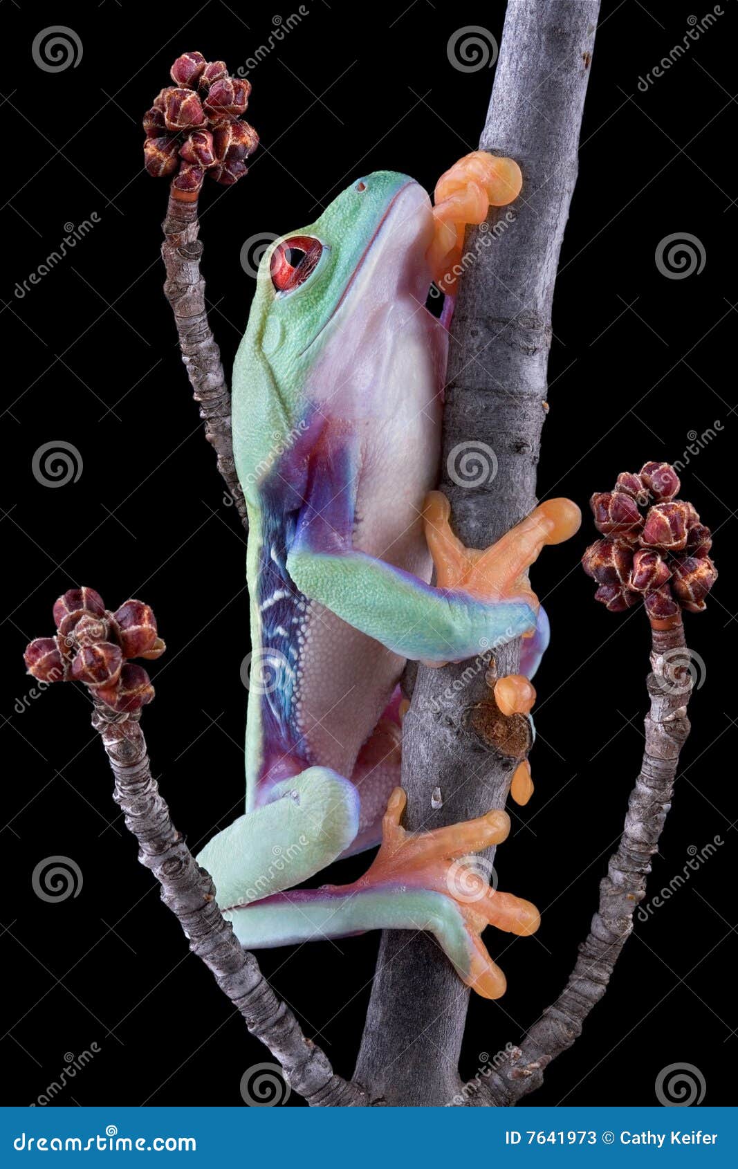 Sleepy tree frog on branch stock image. Image of tree - 7641973