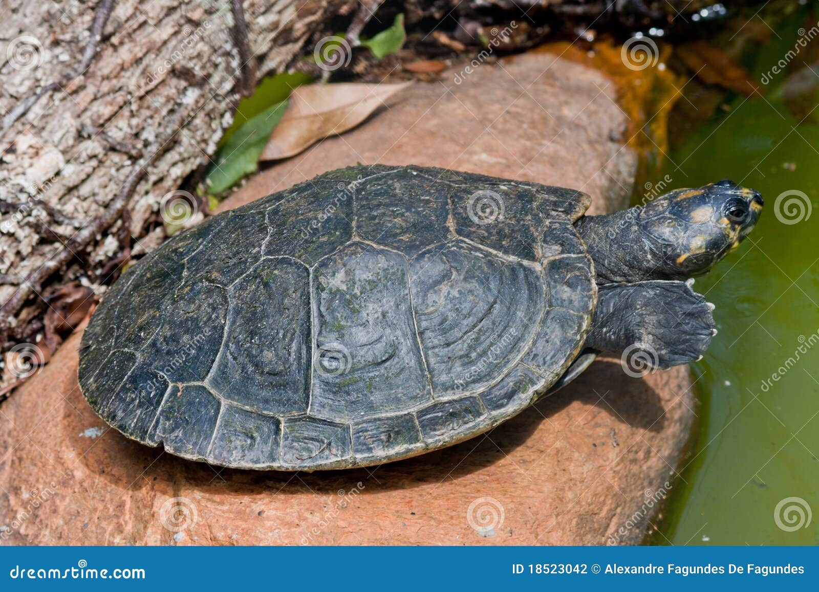 Sleepy Turtle stock photo. Image of turtle, paulo, america - 18523042