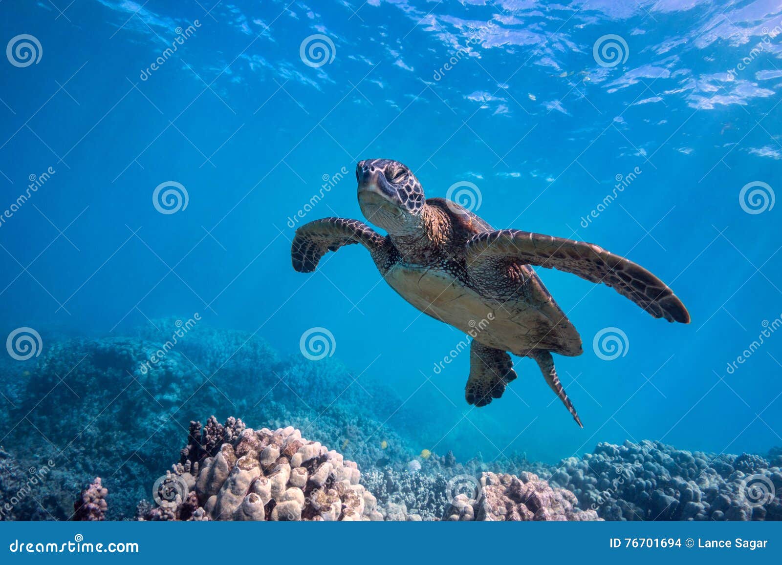 Sleepy Turtle stock photo. Image of marine, natural, environment - 76701694
