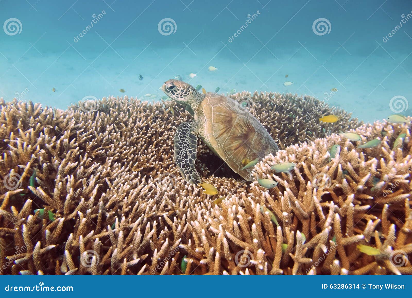 Sleepy turtle stock photo. Image of turtle, sleepy, heron - 63286314