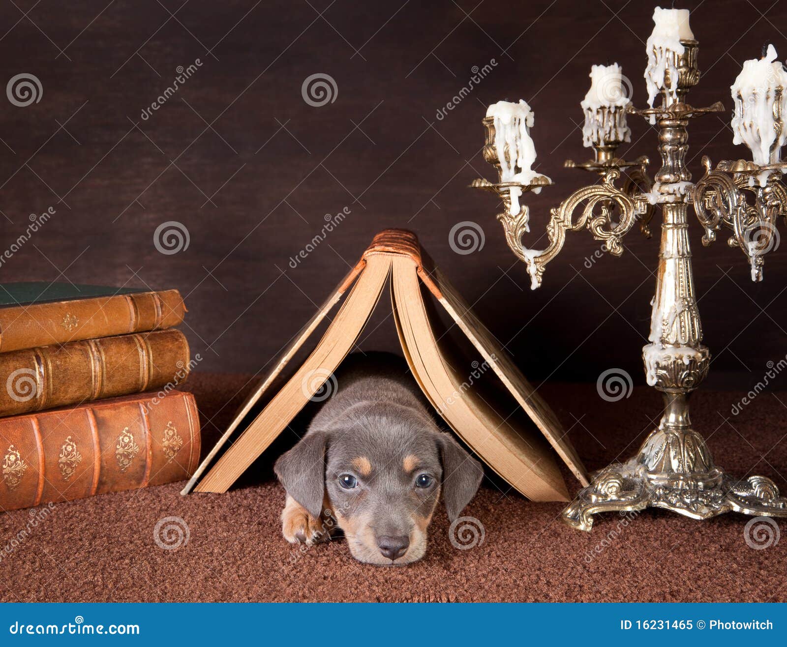 Sleepy under a book stock image. Image of sleepy, animal - 16231465
