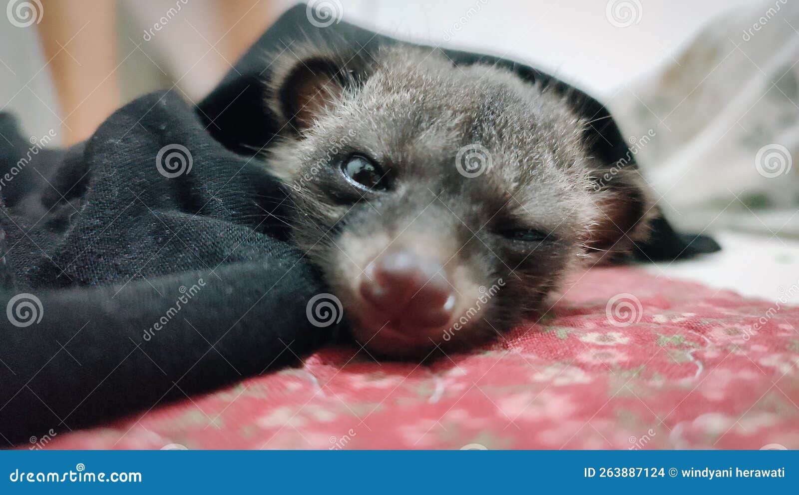 Sleepy weasel close-up stock photo. Image of mammal - 263887124