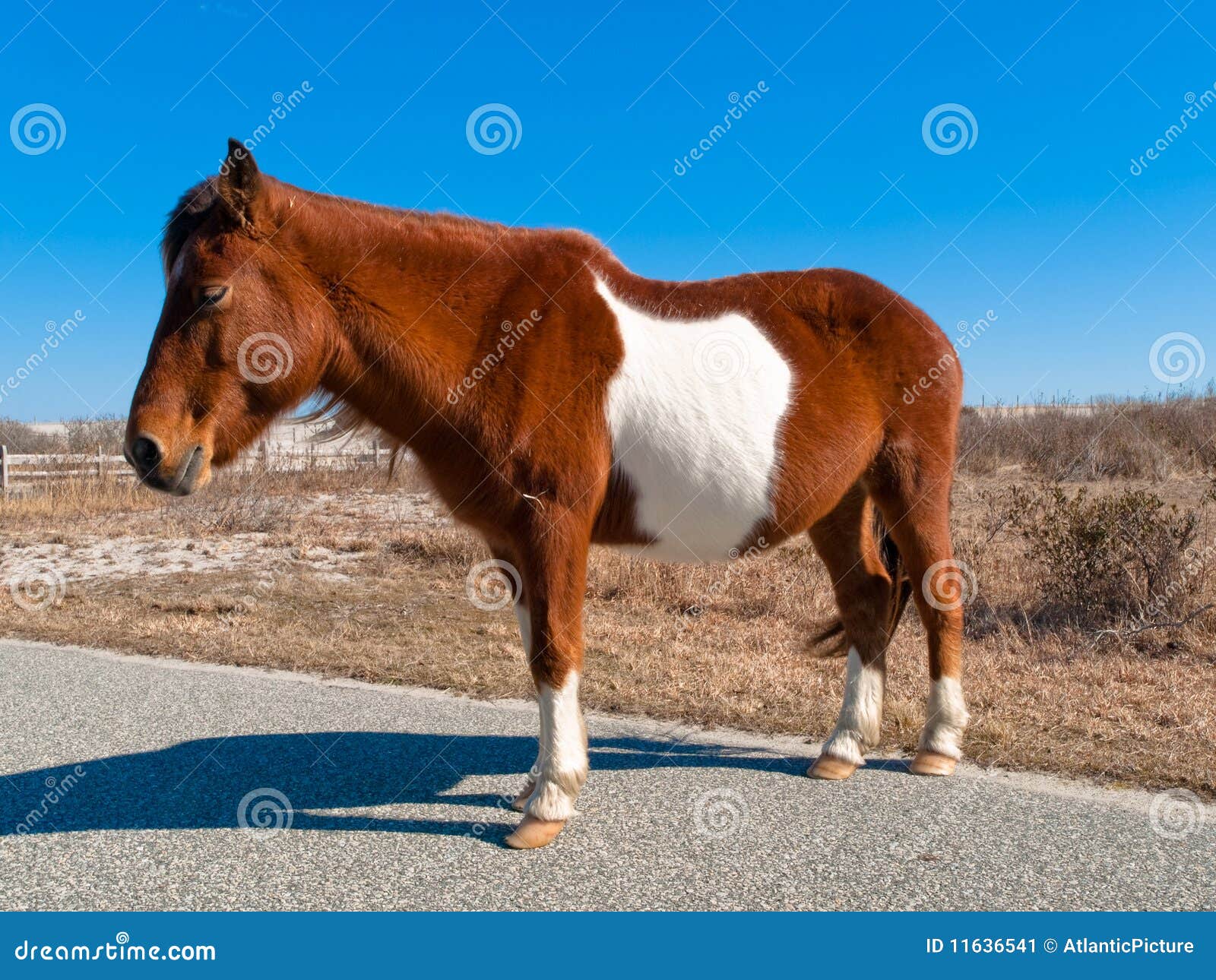 Sleepy Horse Stock Photo | CartoonDealer.com #84207372