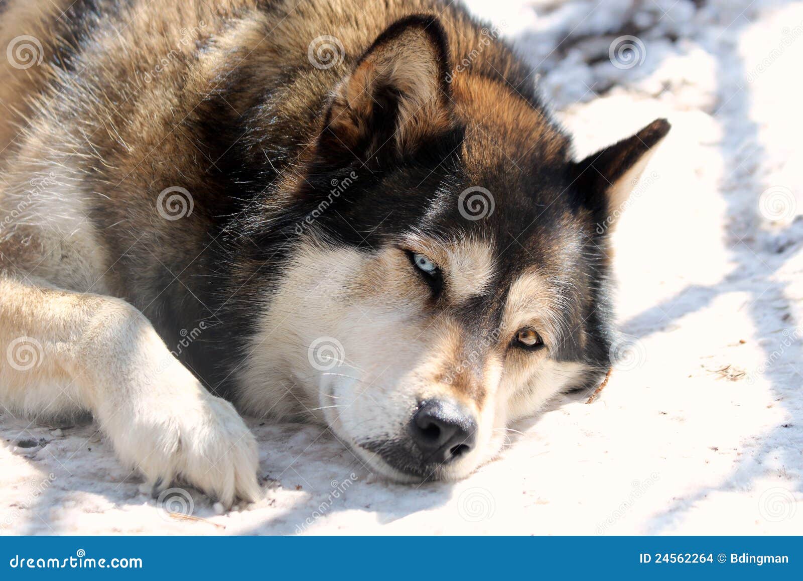 Sleepy Wolf stock photo. Image of white, photograph, wild - 24562264