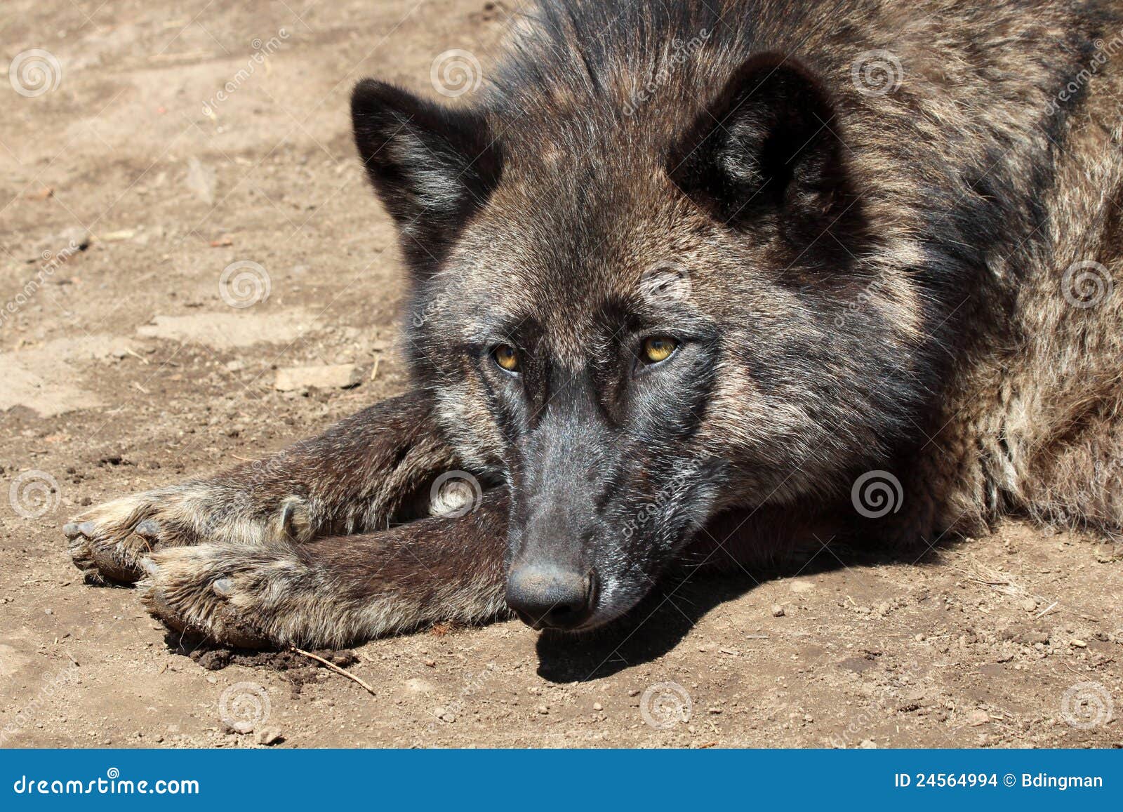 Sleepy Wolf stock photo. Image of snout, rocky, tired - 24564994