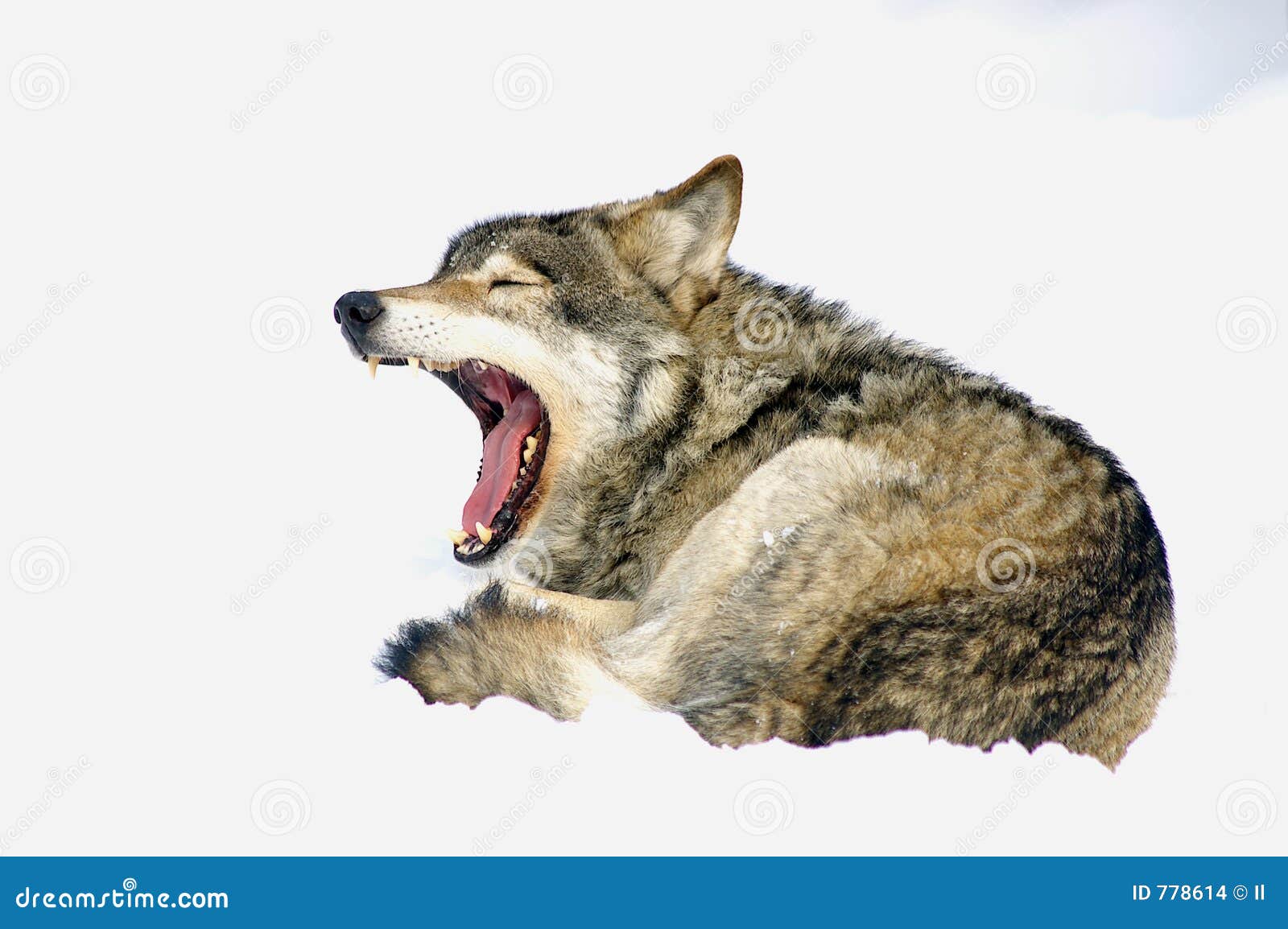 Sleepy wolf stock photo. Image of cold, wild, yawning, pure - 778614