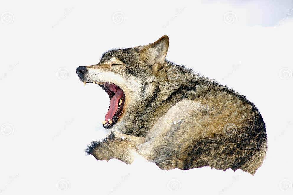 Sleepy wolf stock photo. Image of cold, wild, yawning, pure - 778614