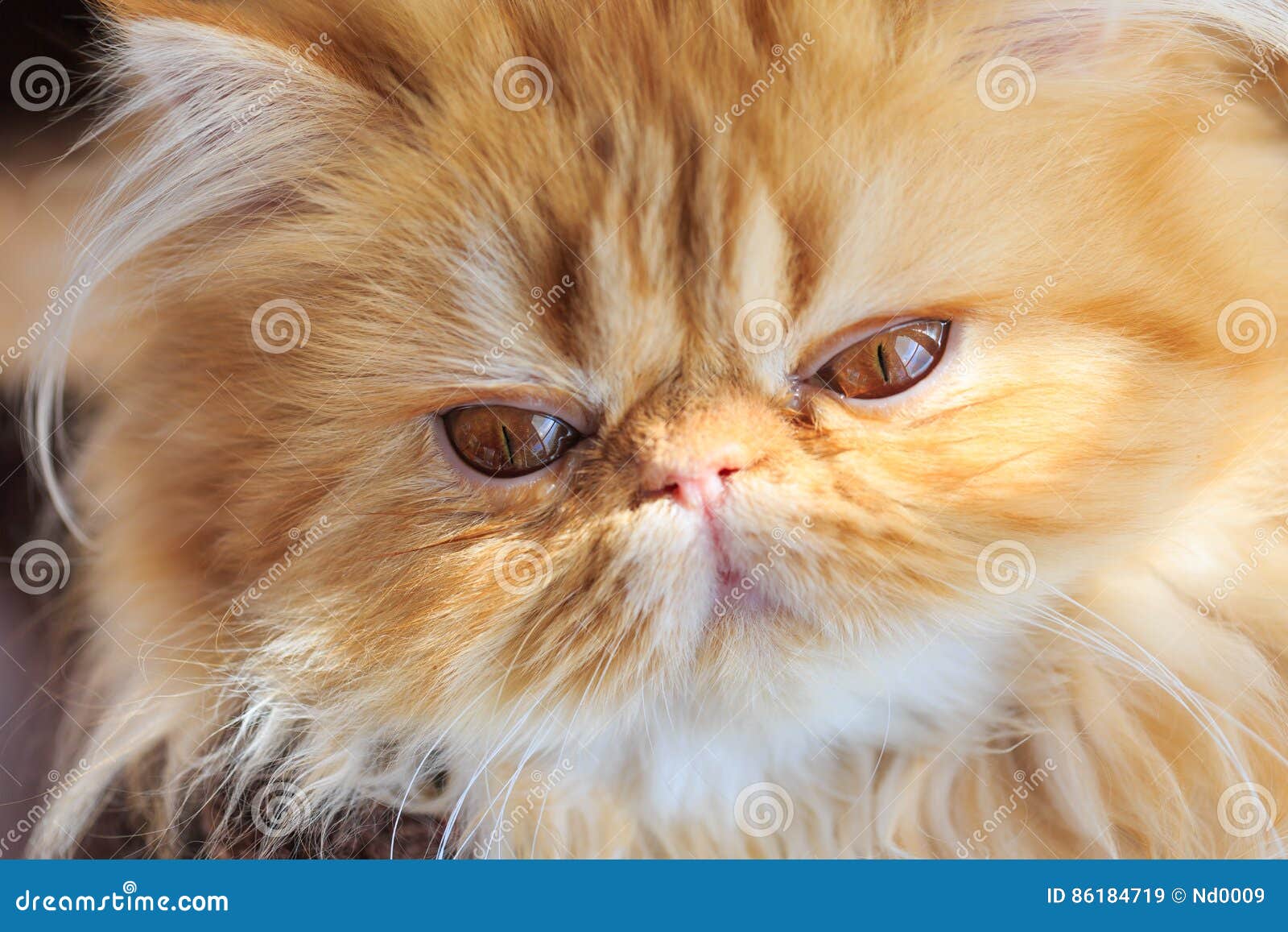 The Sleepy Yellow Persian Cat Stock Image - Image of lovale, home: 86184719