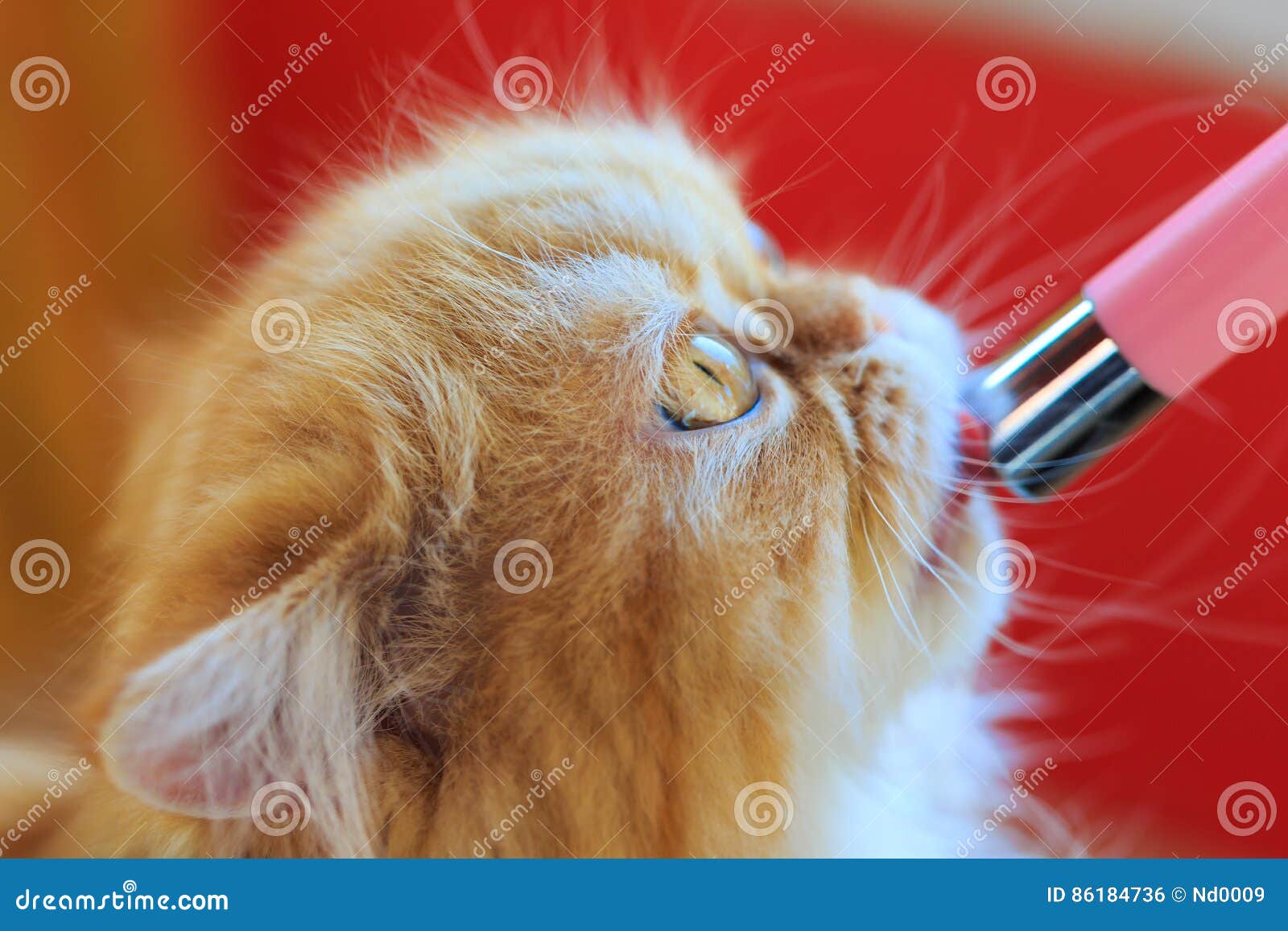 The Sleepy Yellow Persian Cat Stock Photo - Image of comfort, ginger ...