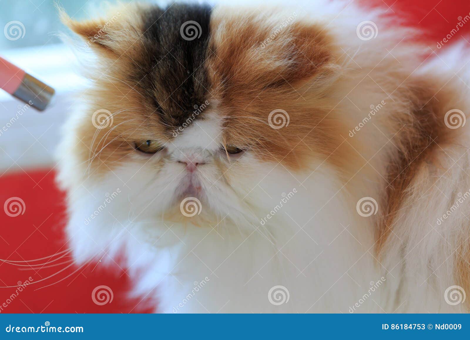 The Sleepy Yellow Persian Cat Stock Image - Image of yellow, resting ...