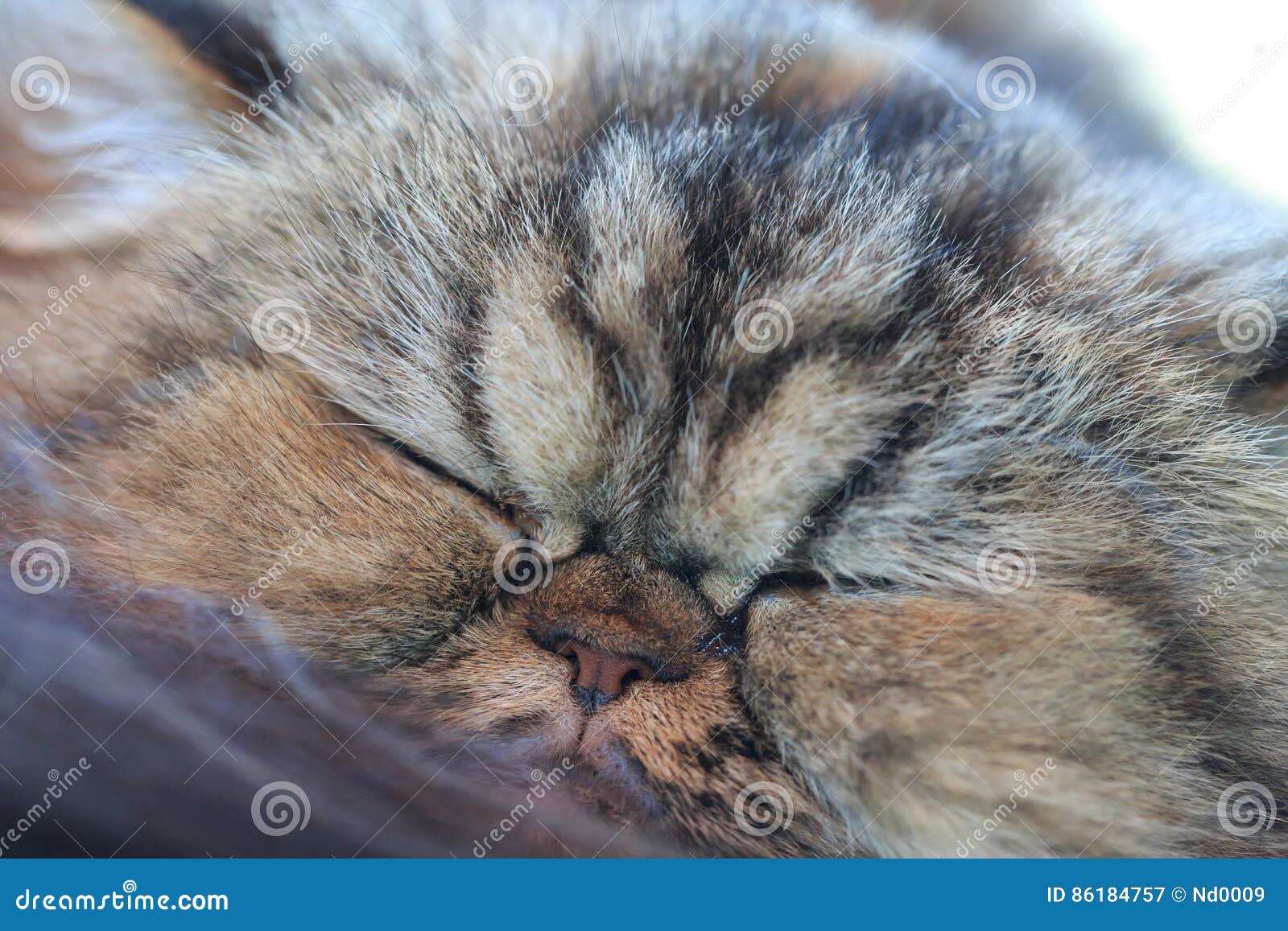The Sleepy Yellow Persian Cat Stock Image - Image of closeup, hair ...
