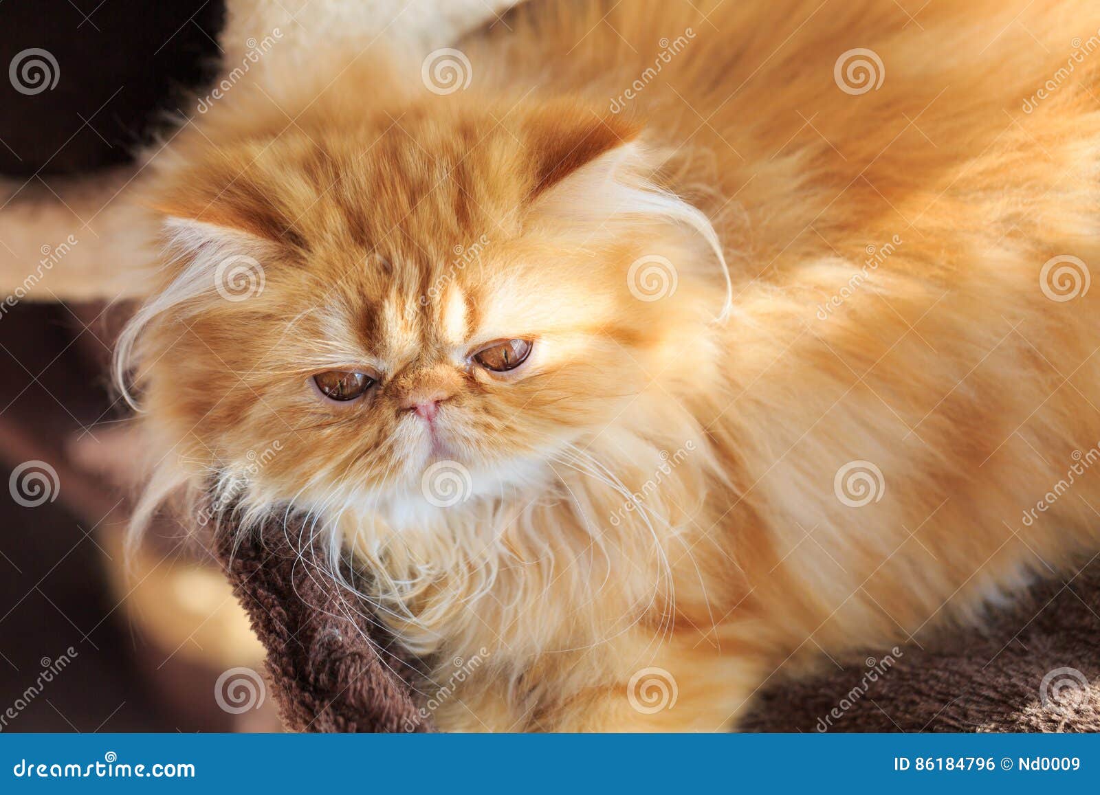 The Sleepy Yellow Persian Cat Stock Photo - Image of sleeping, relax ...