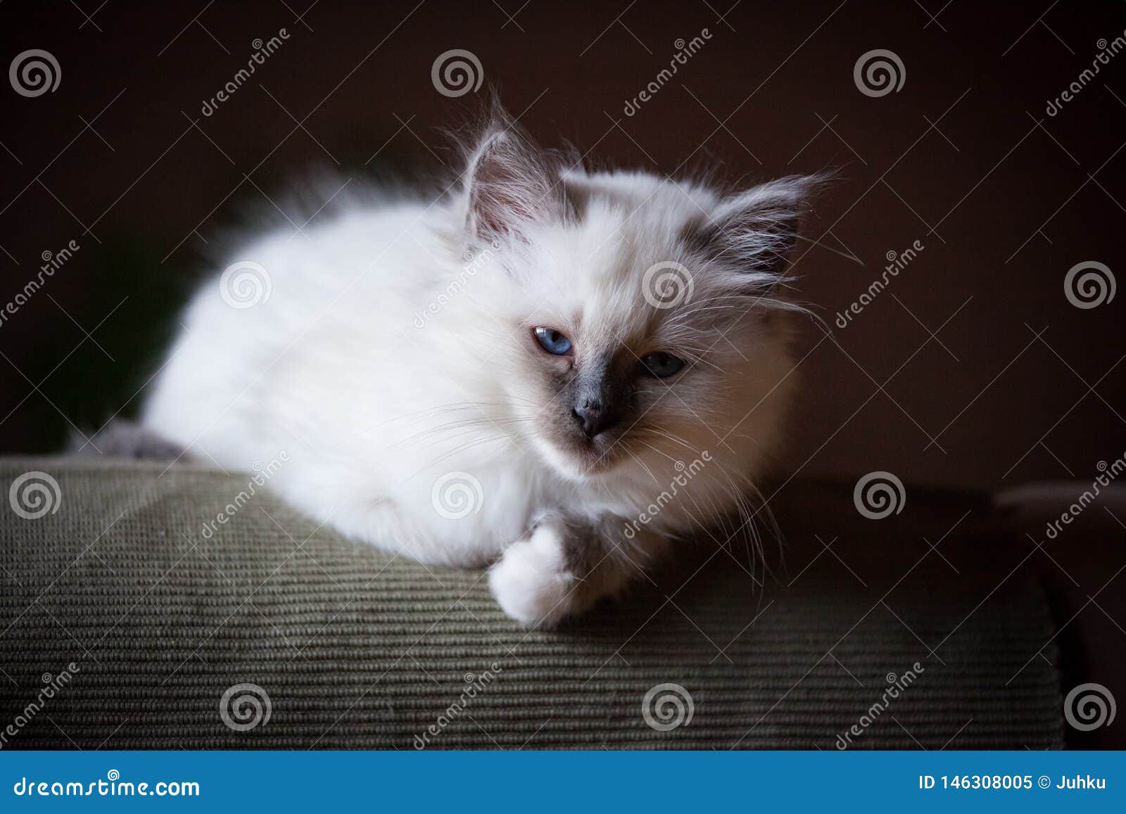 Sleepy Young Sacred Birman Cat Stock Image - Image of pretty, kitty ...
