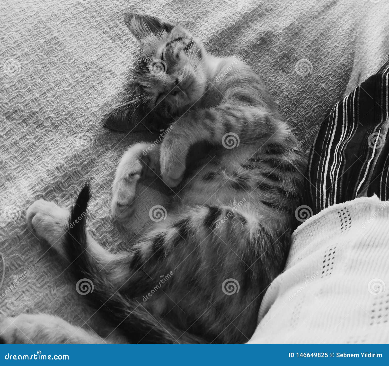 SleepyCat stock image. Image of sleepycat, kitten, cute - 146649825