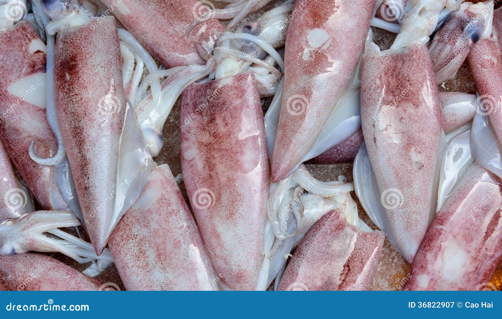 Sleeve fish in fresh stock image. Image of animal, sleeve - 36822907