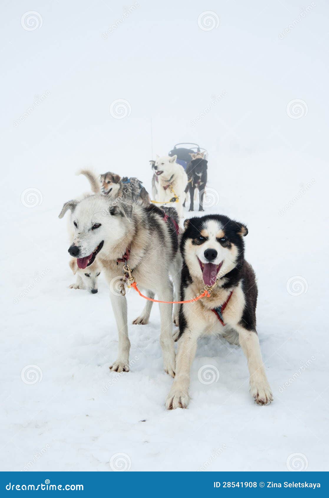 Sleigh dogs stock photo. Image of sleigh, sport, animal - 28541908