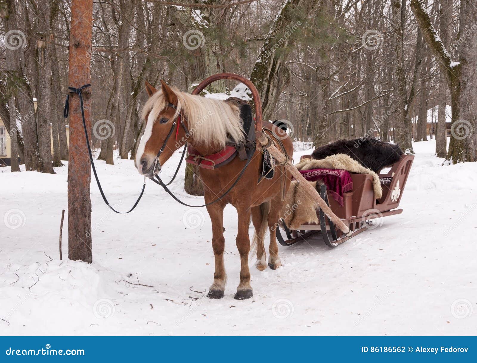 Sleigh stock photo. Image of nature, fashioned, coach - 86186562