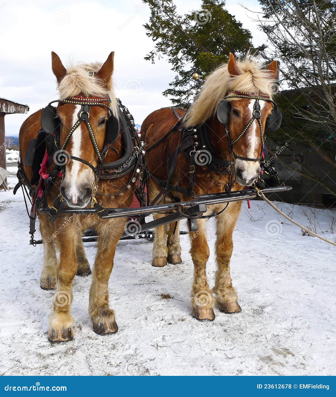 Sleigh Ride stock photo. Image of mane, traditional, activity - 23612678