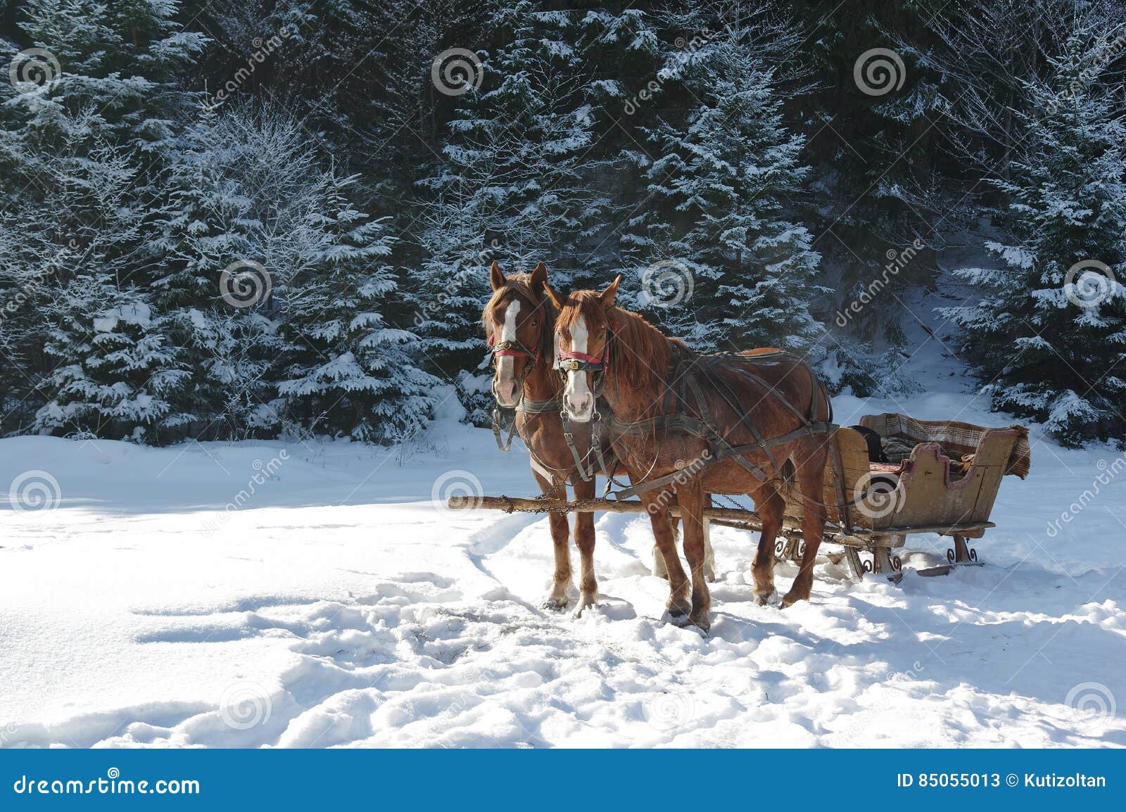 Sleigh ride stock image. Image of outdoor, white, seasonal - 85055013