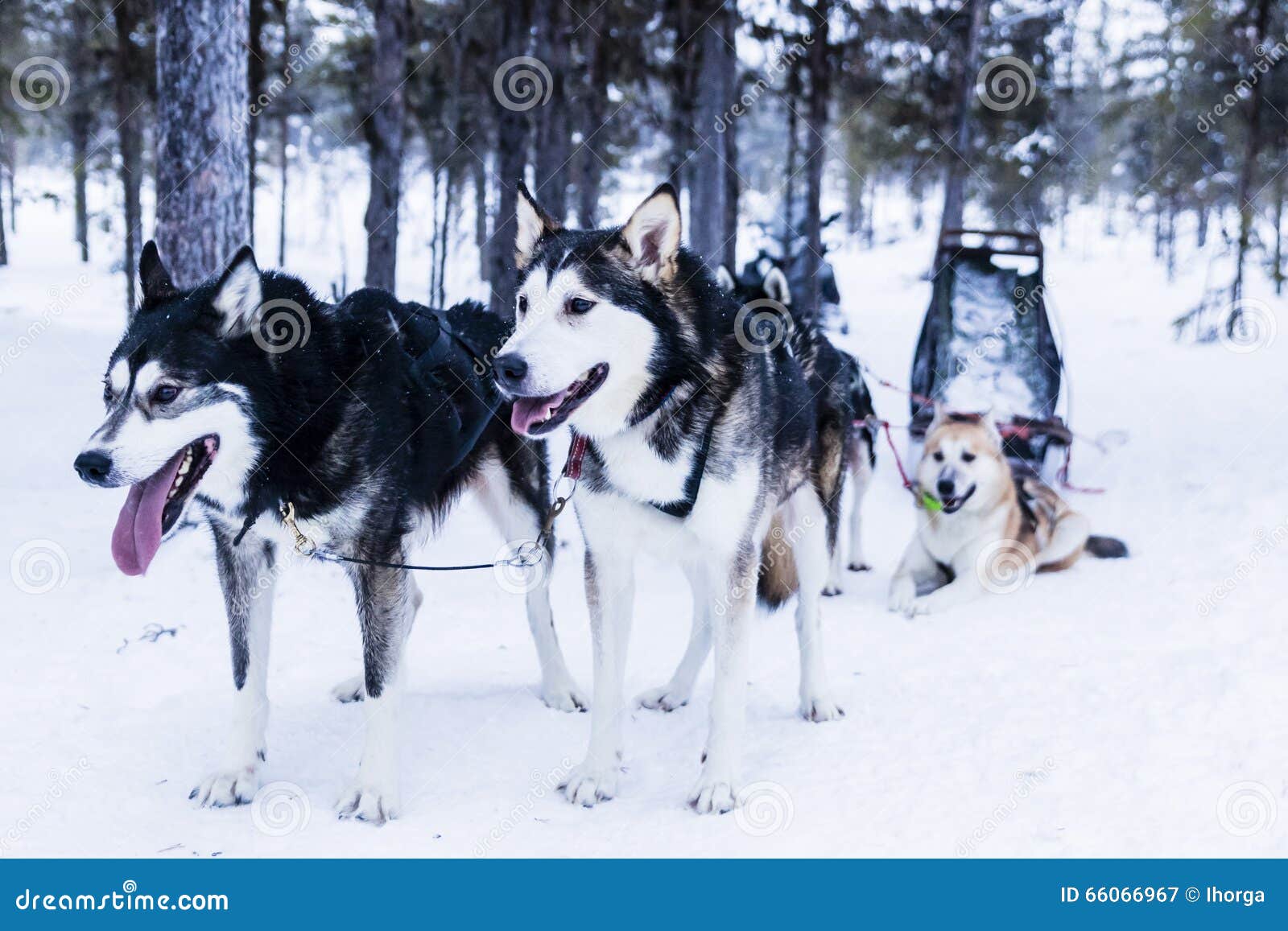 Sleigh at sled dog stock image. Image of rides, pulling - 66066967