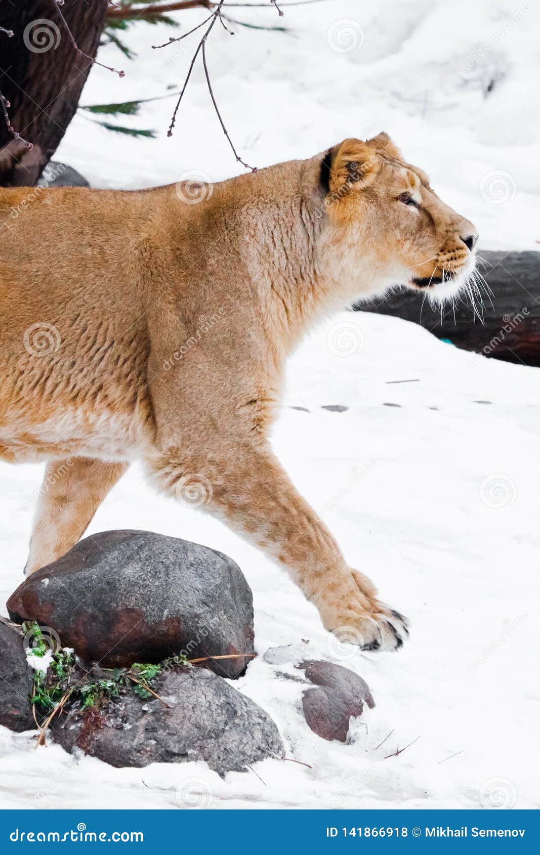 Slender Asian Lioness Walks in the Snow, the White Background is Red ...