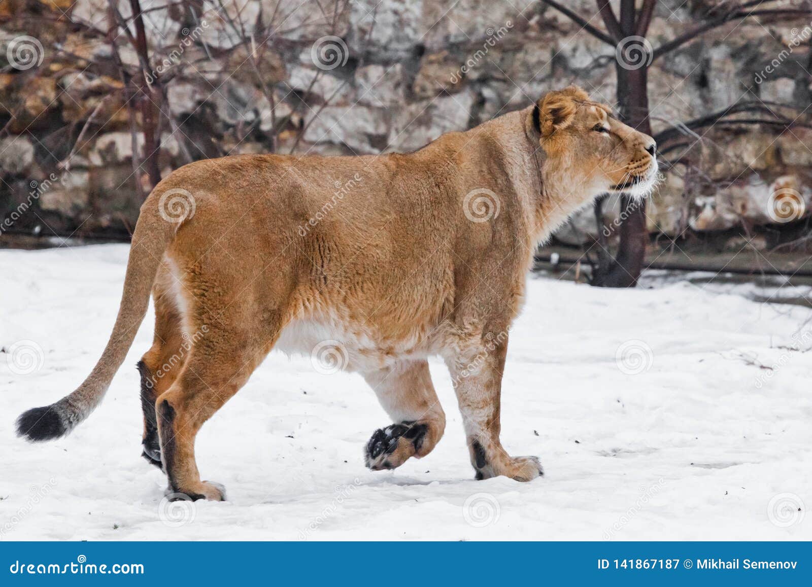 Slender Asian Lioness Walks in the Snow, the White Background is Red ...