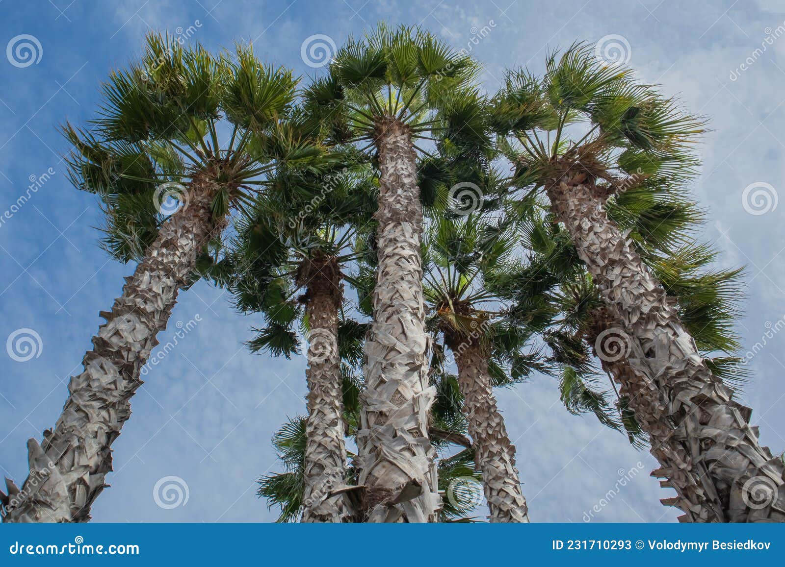 Palm trees stock image. Image of beautiful, trees, exotic - 231710293