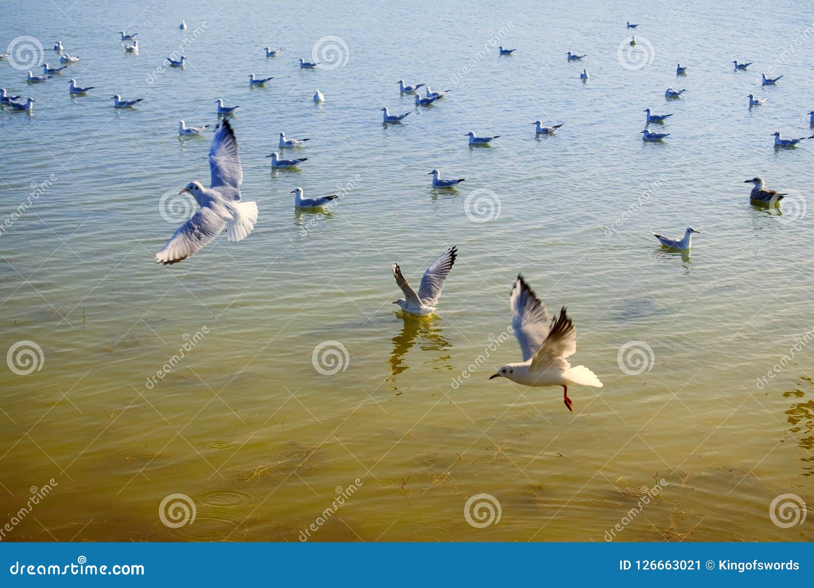 Slender-billed Gull in Flight and Float in the Lake Stock Image - Image ...