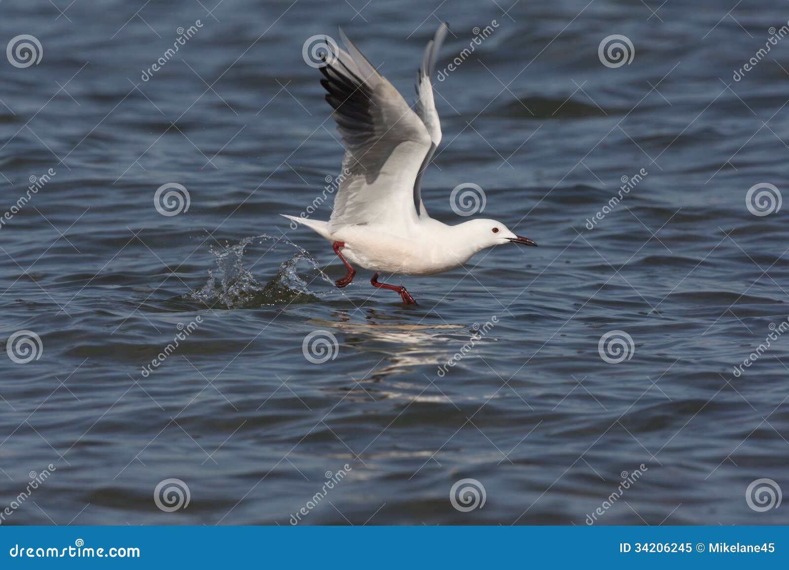 Slender-billed Gull, Larus Genei Stock Image - Image of genei, flying ...