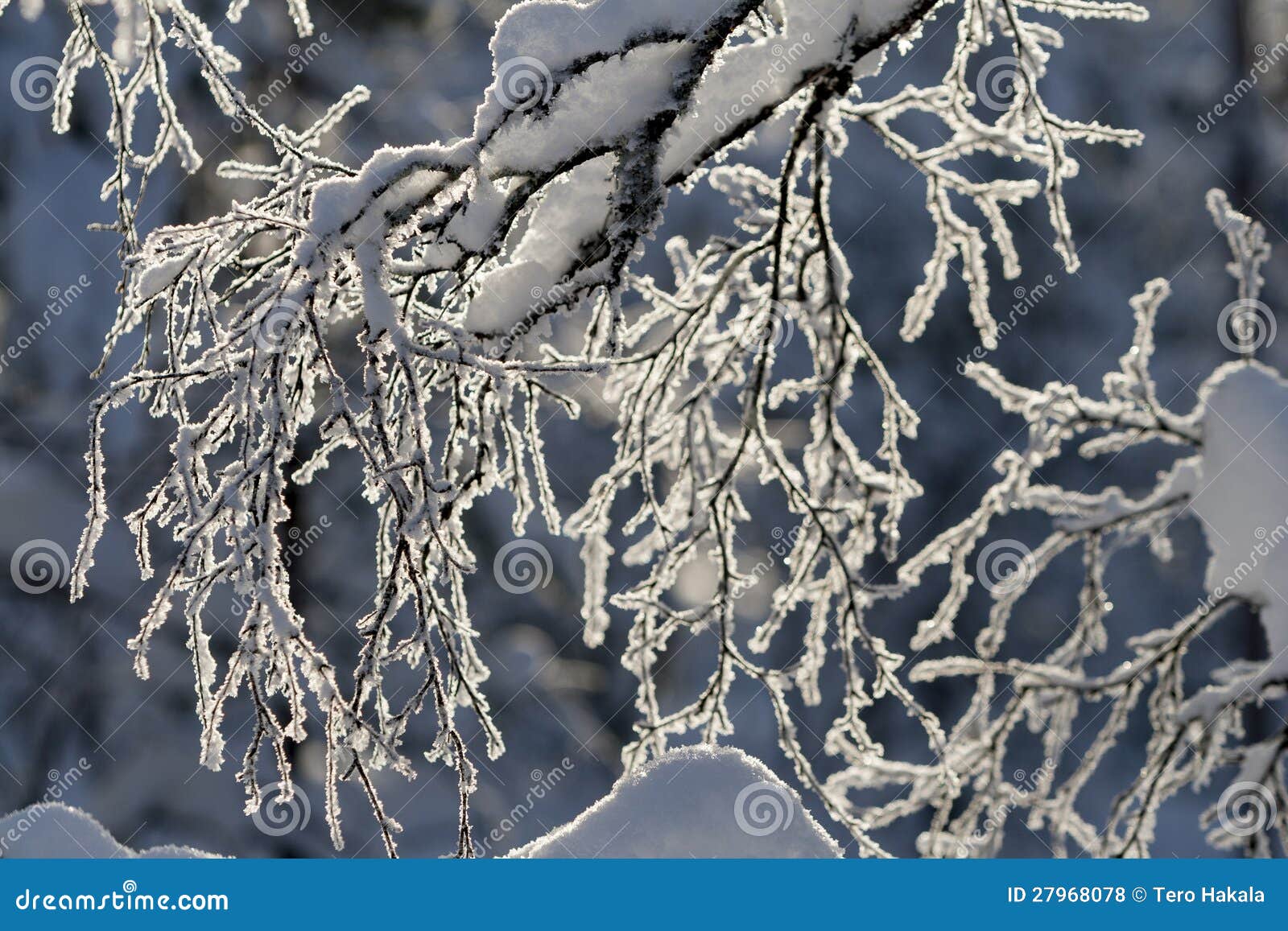Slender Birch Branches Covered in Snow Stock Photo - Image of purity ...