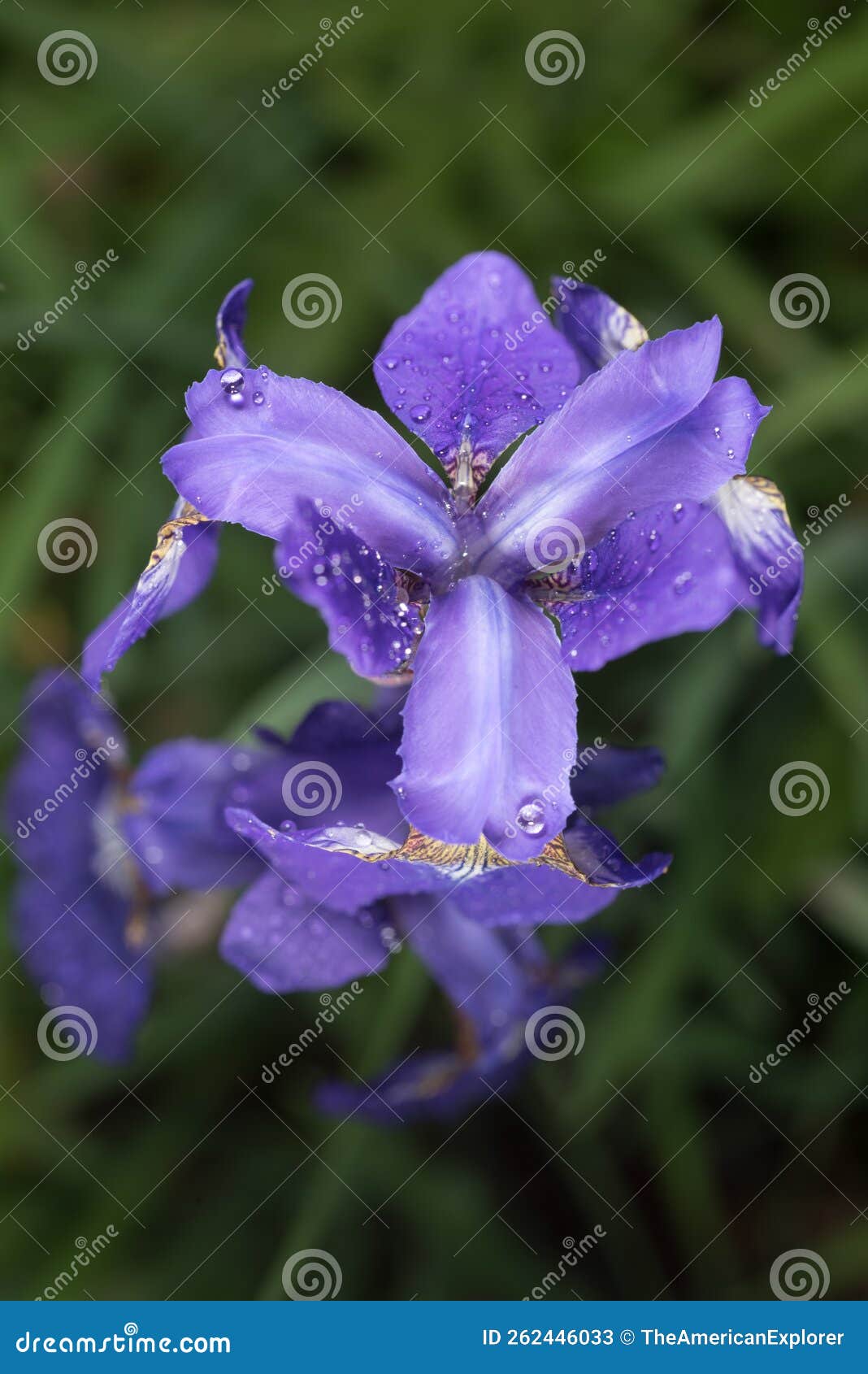 Slender Blue Iris Iris Prismatica Wildflower Stock Image - Image of ...