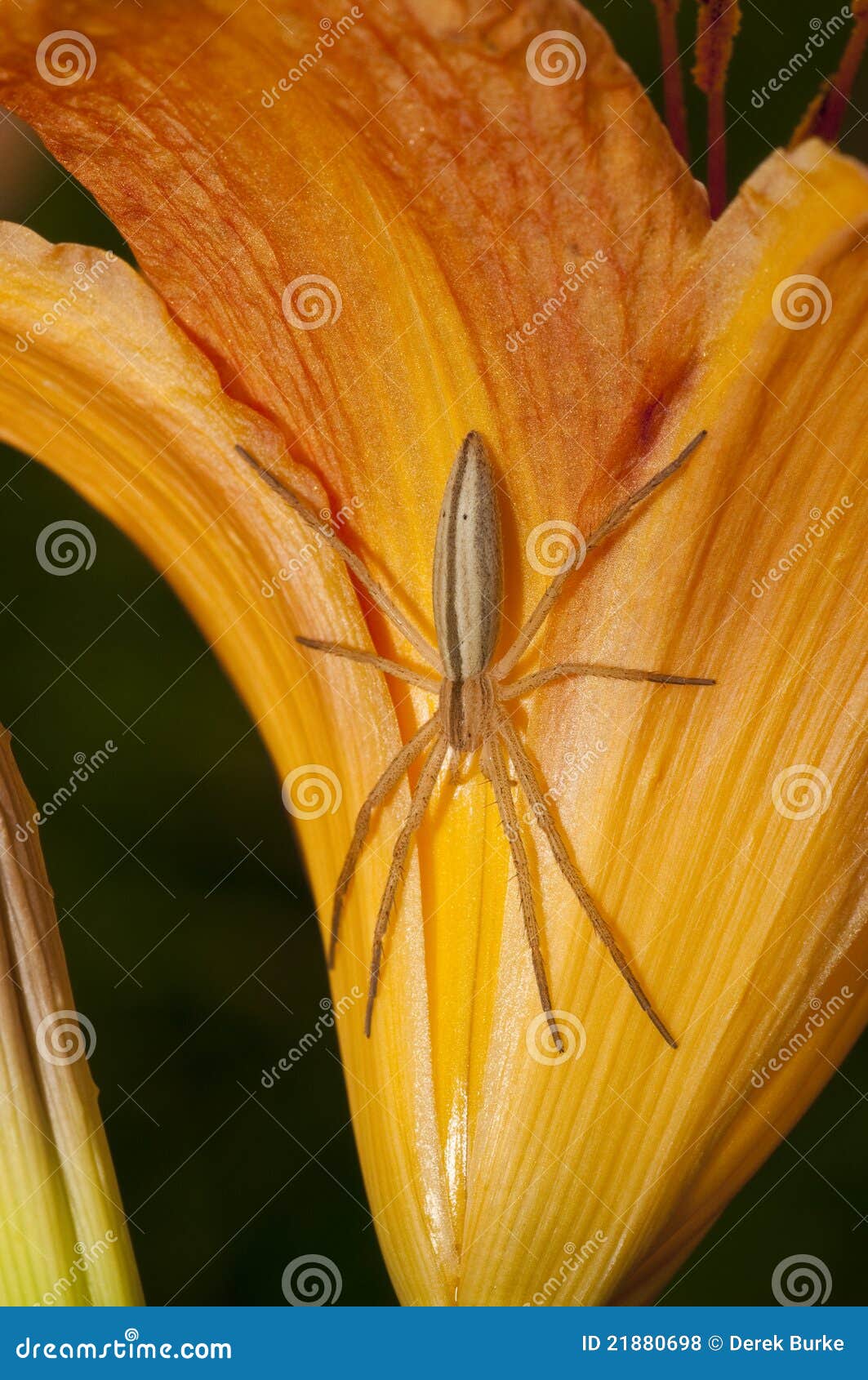 1,307 Ambush Spider Stock Photos - Free & Royalty-Free Stock Photos ...