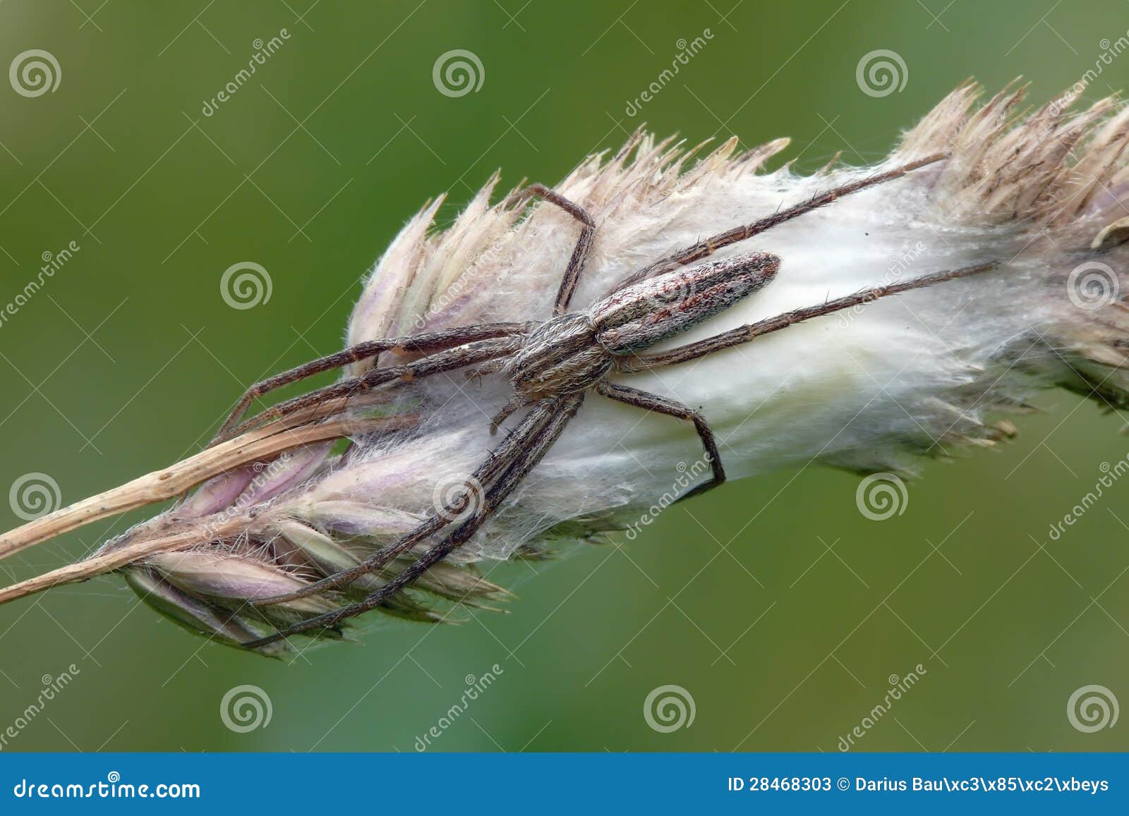 Slender crab spider stock image. Image of background - 28468303