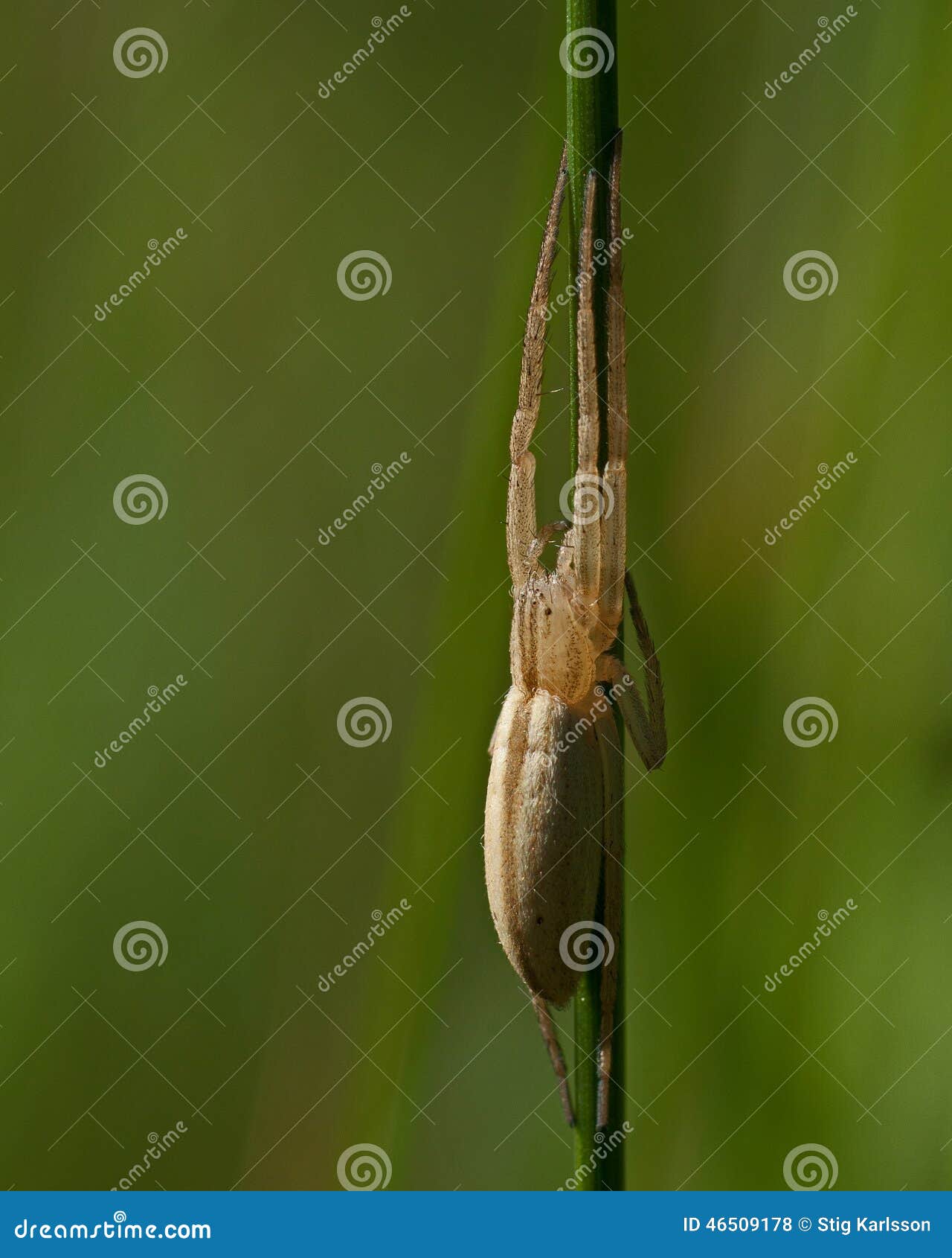 Slender Crab Spider, Tibellus Oblongus Stock Photo - Image of slender ...