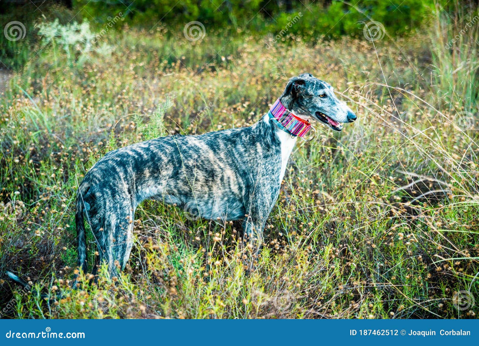 Gallicus Canis Stock Photos - Free & Royalty-Free Stock Photos from ...