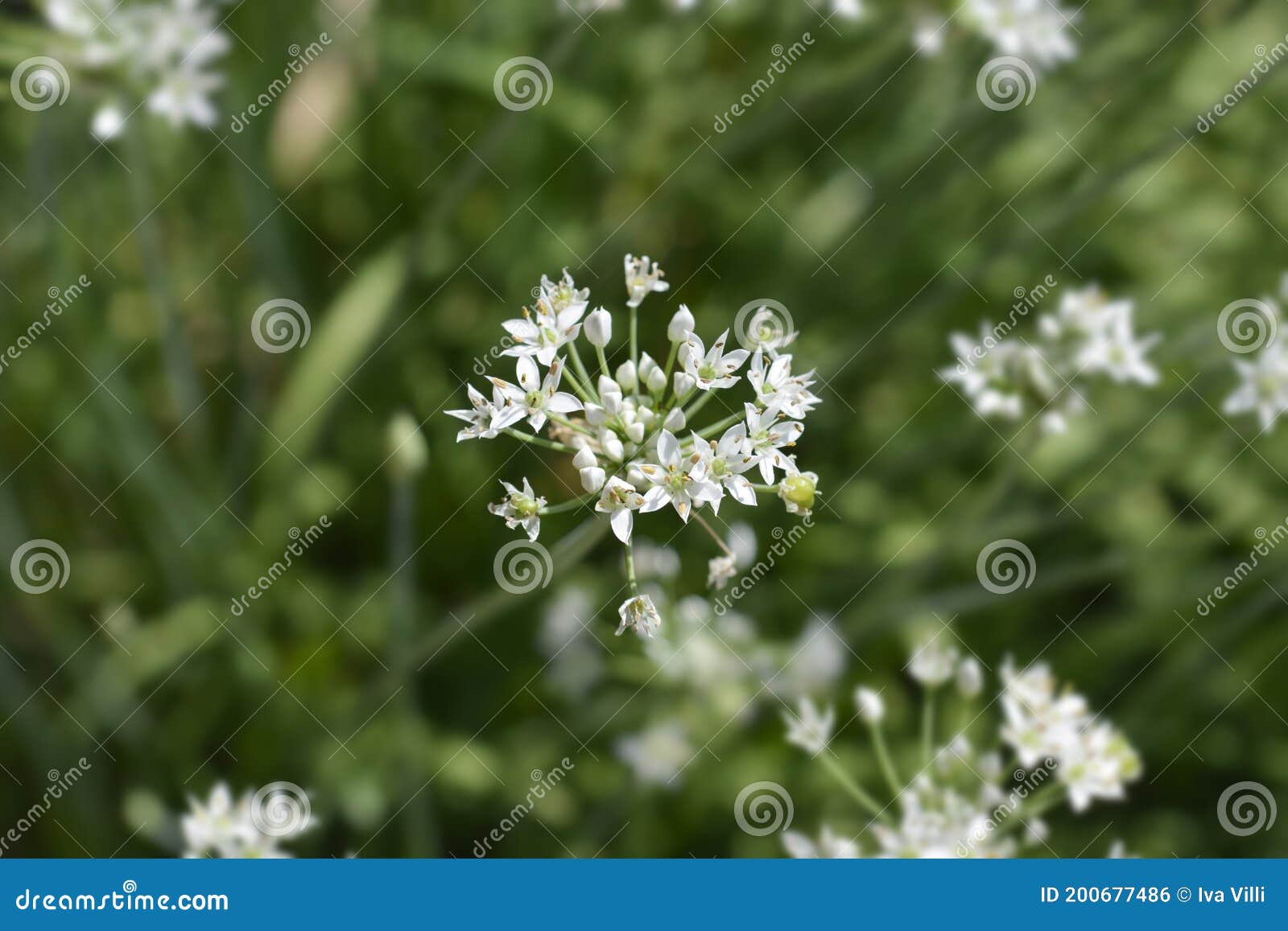 Slender false garlic stock photo. Image of white, honeybells - 200677486