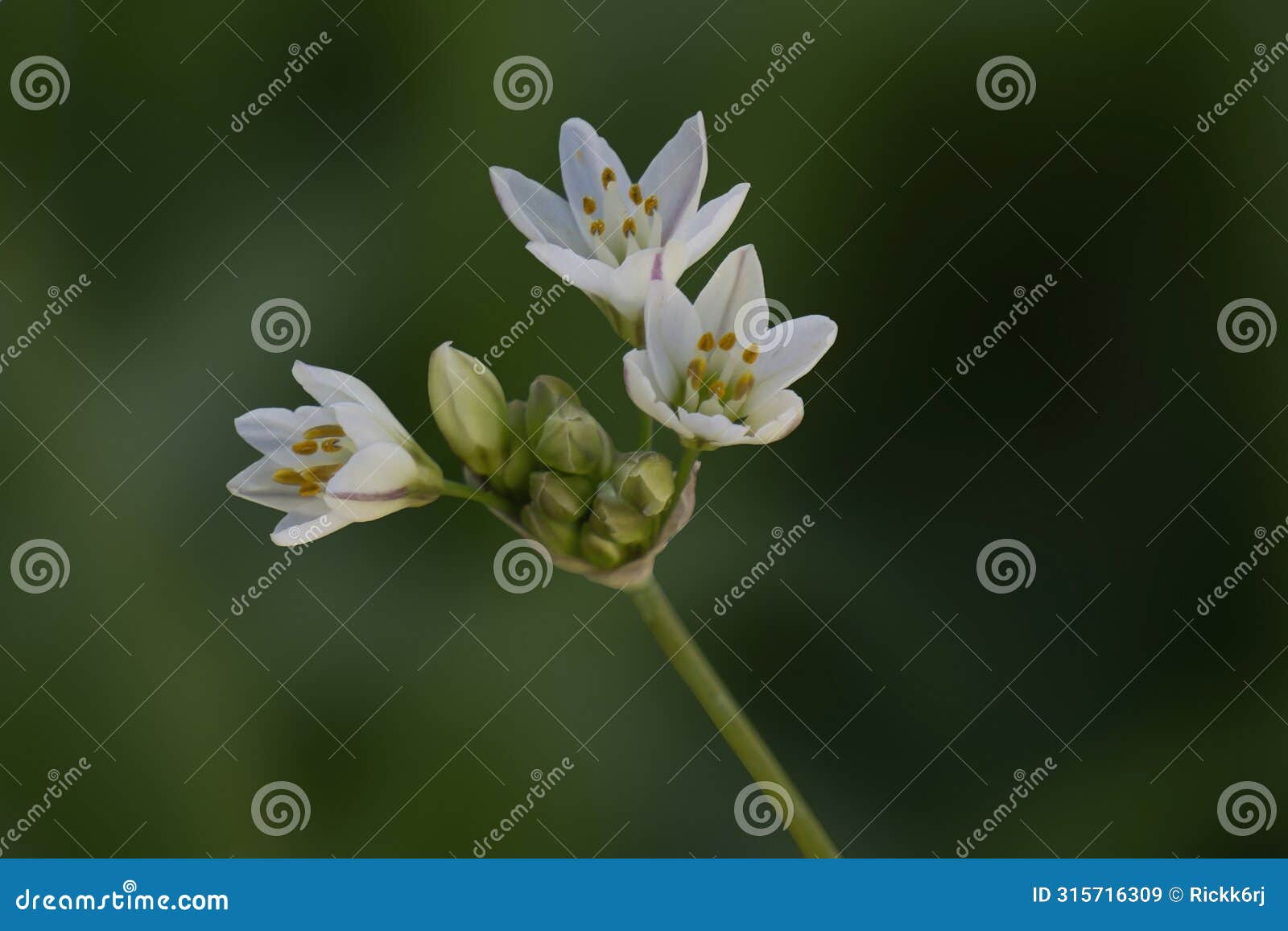 Slender False Garlic Flowers Also Known As Honeybells Stock Image ...