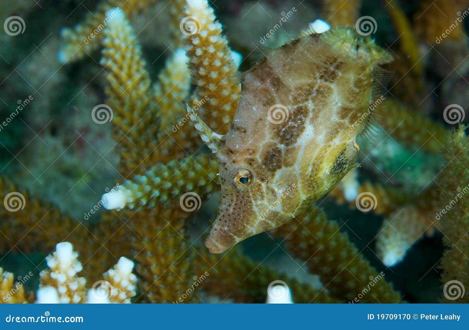 Slender Filefish stock photo. Image of atlantic, saltwater - 19709170