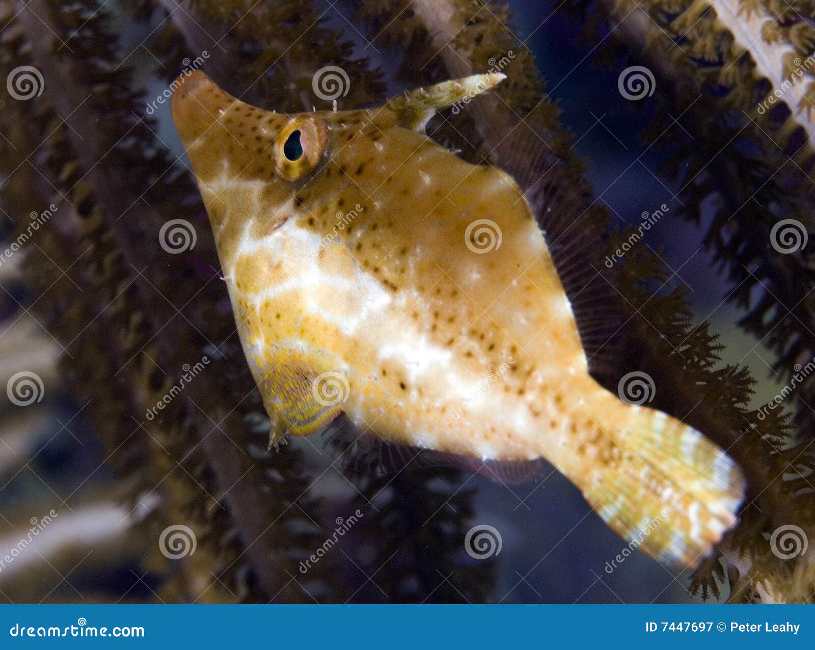 Slender Filefish stock image. Image of florida, scuba - 7447697