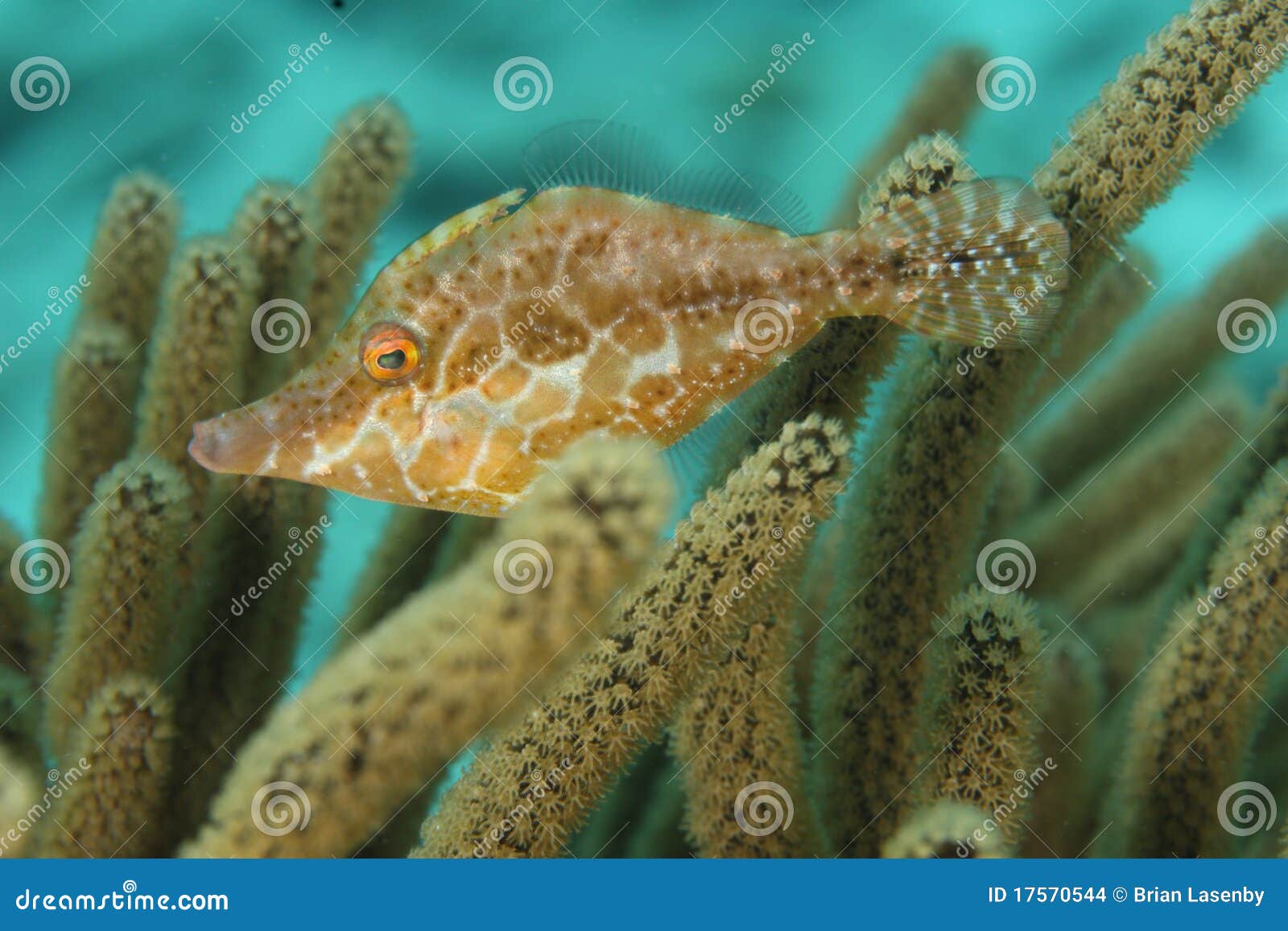 Slender Filefish (Monacanthus Tuckeri) - Bonaire Stock Photo - Image of ...
