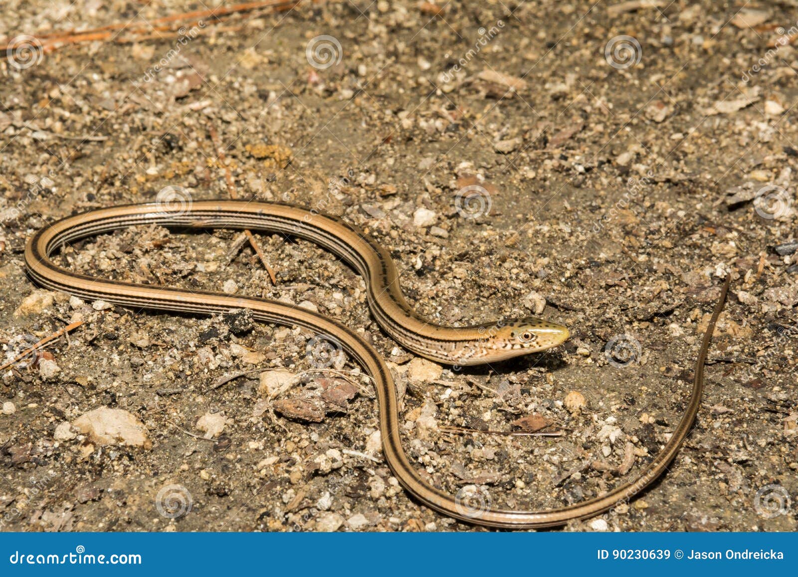 Slender Glass Legless Lizard - Isolated - White Background Royalty-Free ...