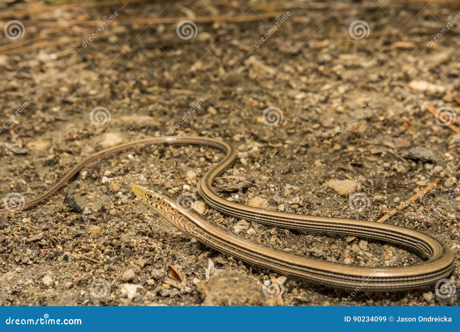 Slender Glass Legless Lizard - Isolated - White Background Royalty-Free ...