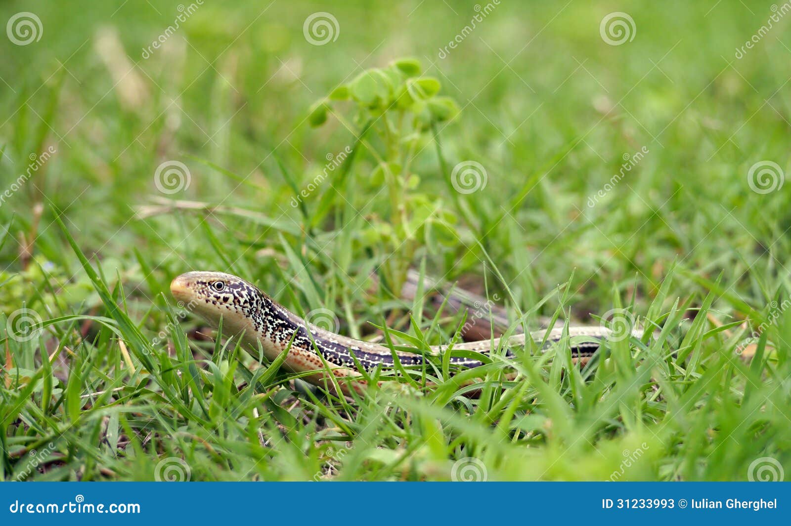 Slender Glass Lizard in the Grass Stock Image - Image of ophisaurus ...