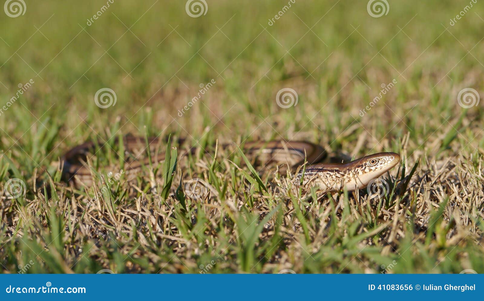 Slender Glass Lizard stock photo. Image of oklahoma, dangerous - 41083656