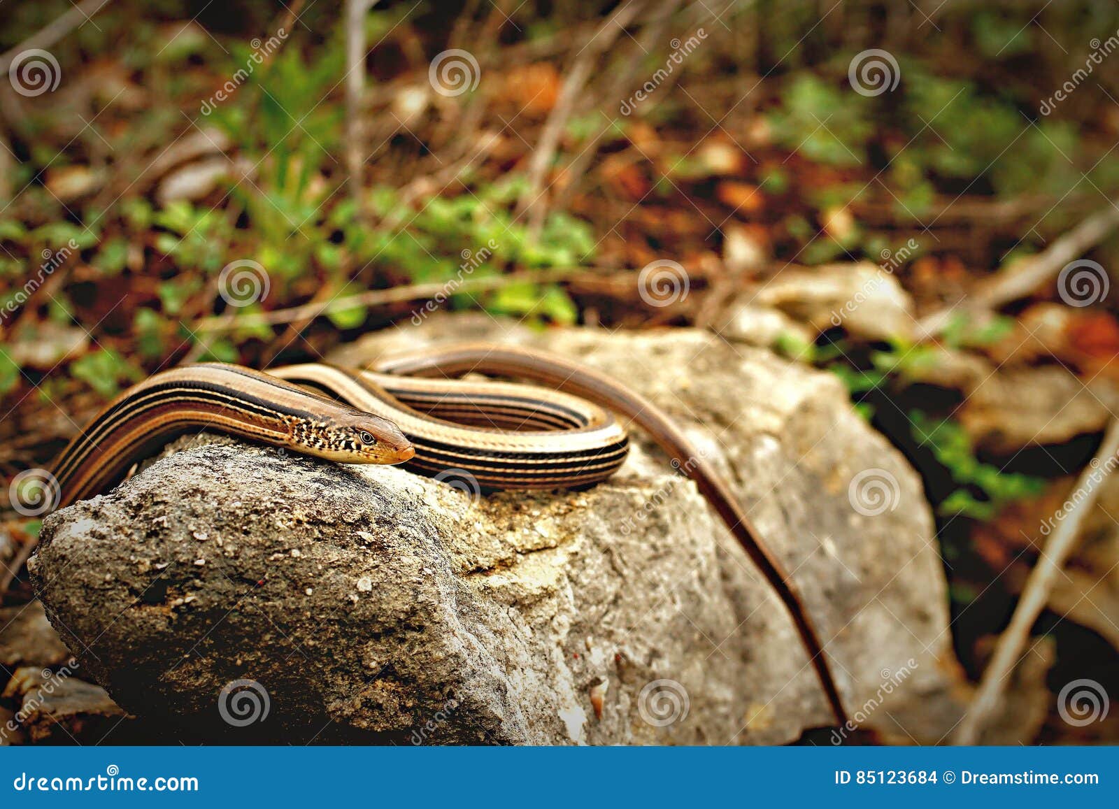 Slender Glass Lizard stock photo. Image of reptilian - 85123684