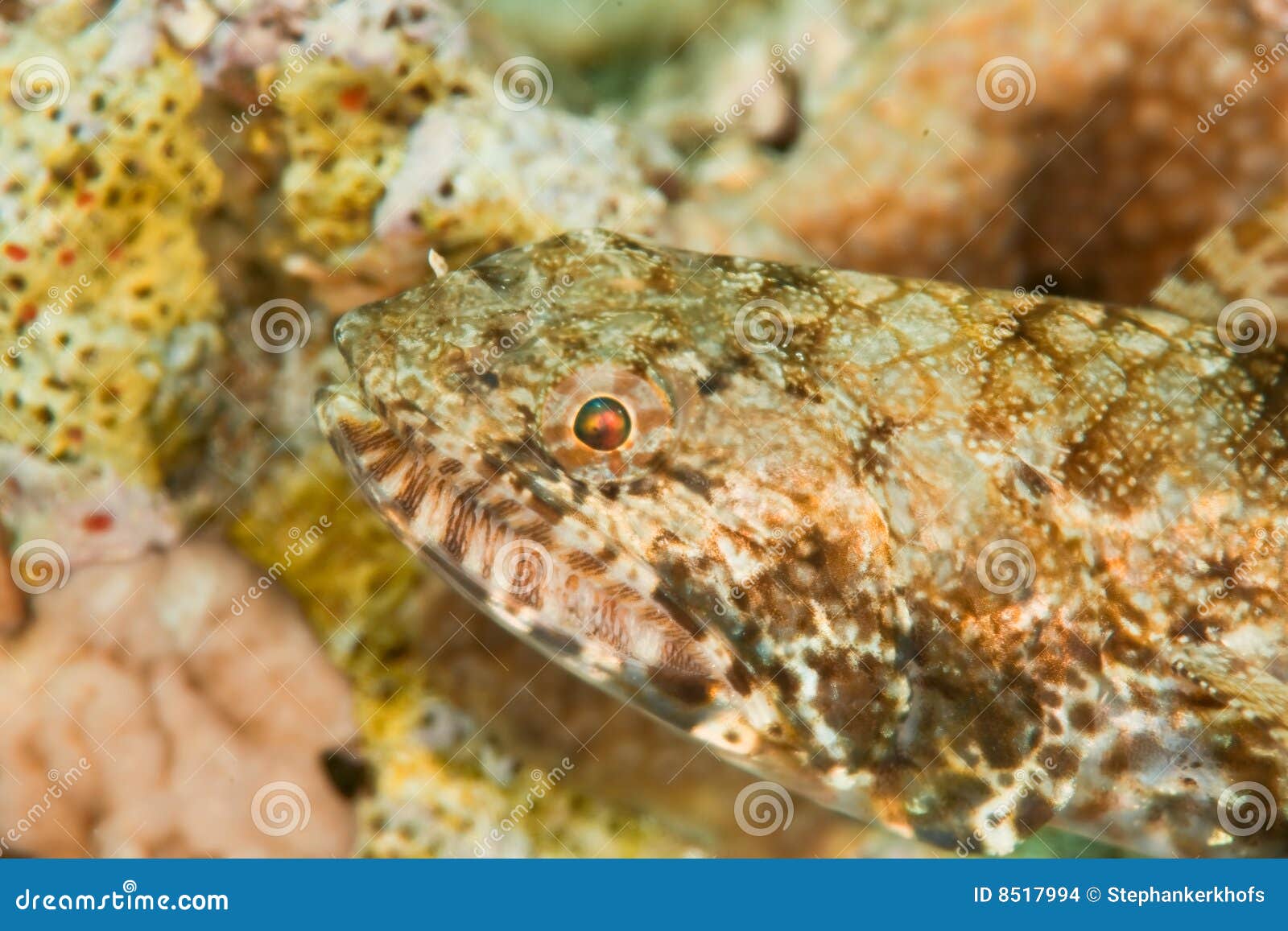Slender lizardfish stock photo. Image of marine, underwater - 8517994