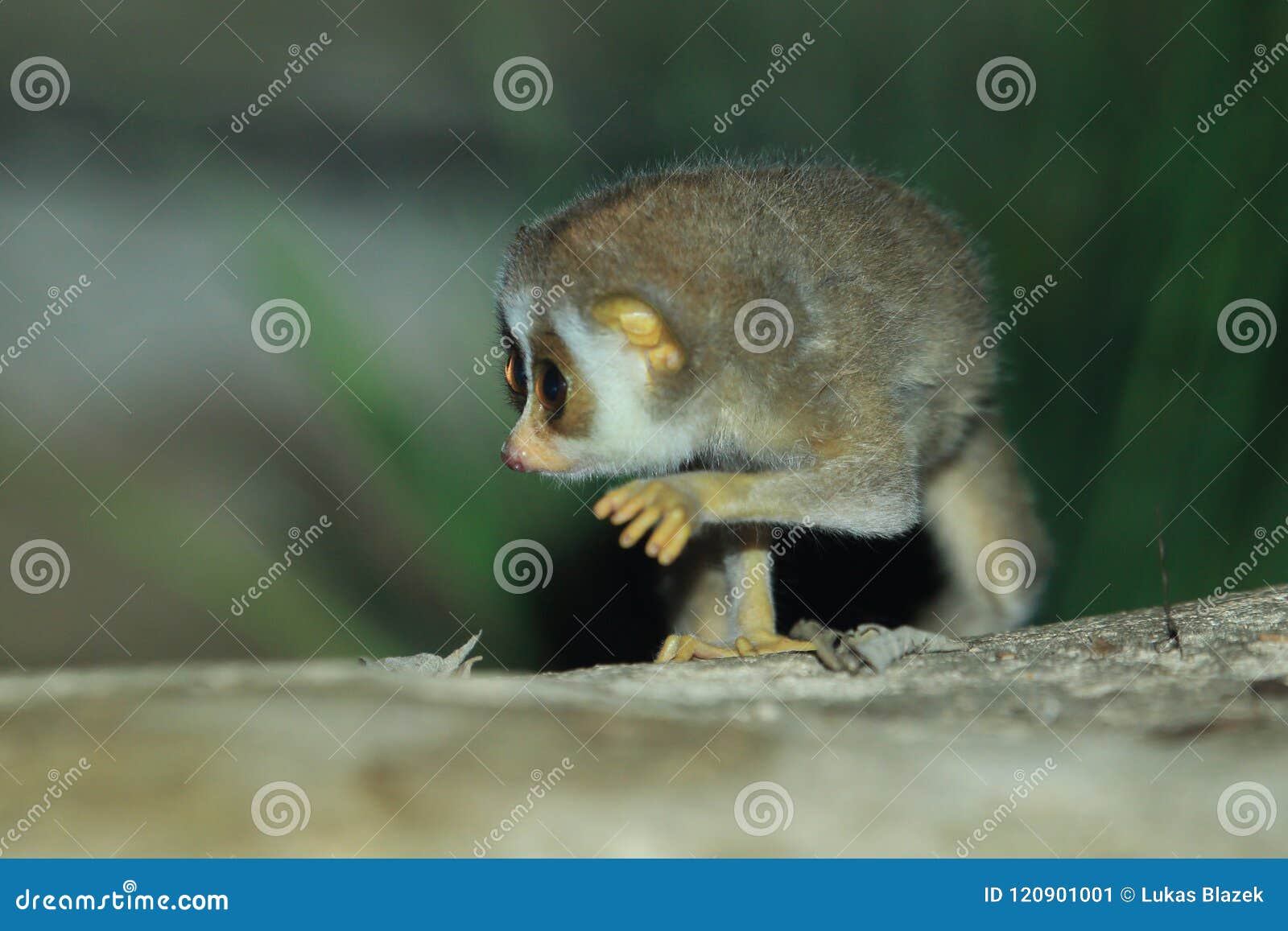 Slender Loris Royalty-Free Stock Photography | CartoonDealer.com #120901001